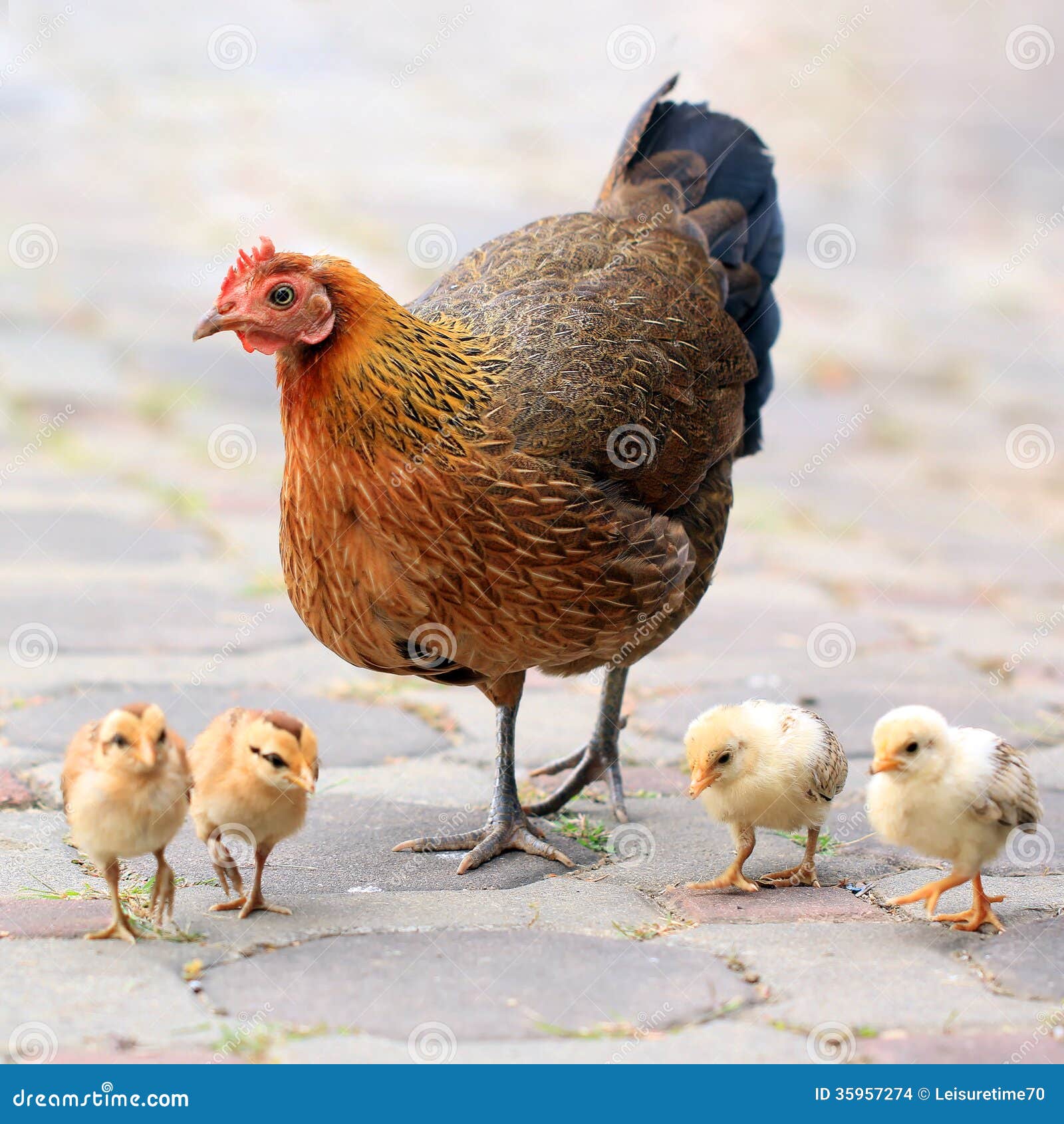 Gallina ed i suoi pulcini fotografia stock. Immagine di piuma - 35957274