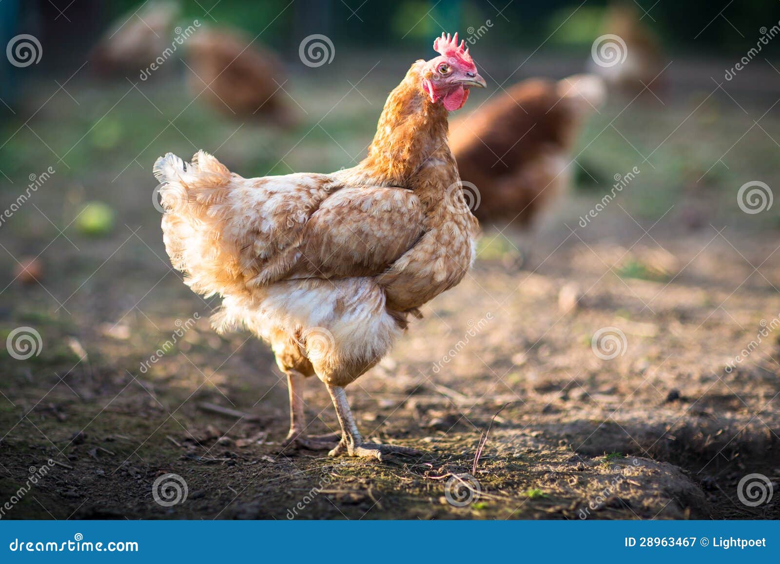 Gallina en un corral imagen de archivo. Imagen de negro - 28963467