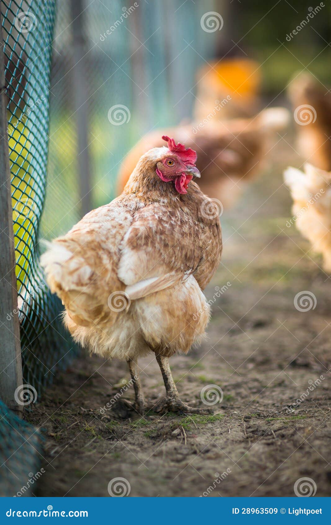 Gallina en un corral imagen de archivo. Imagen de campo - 28963509