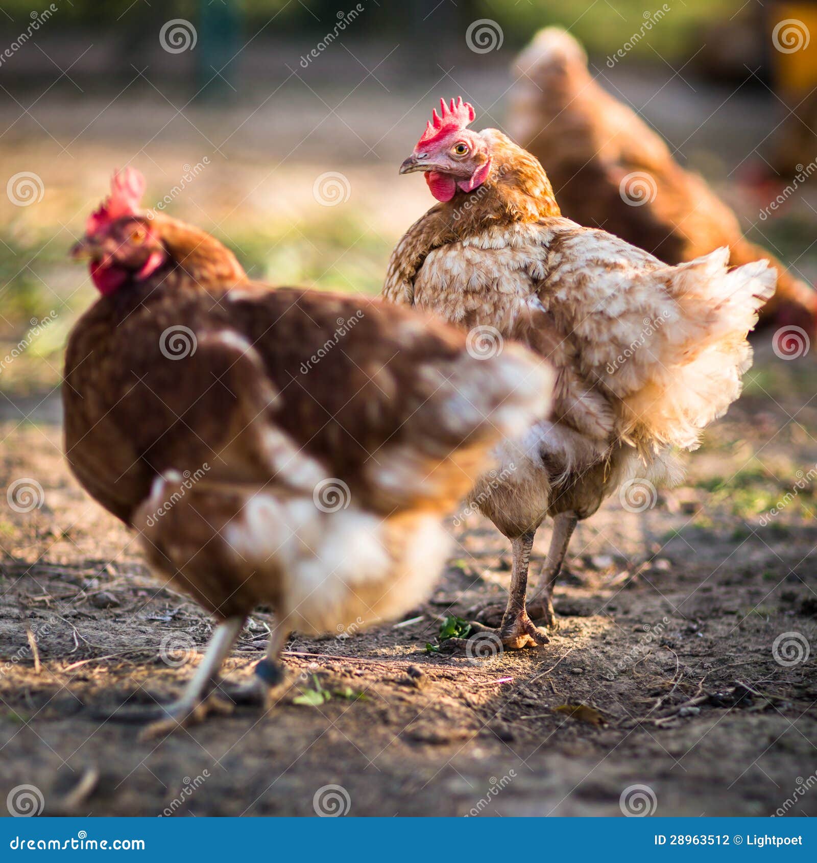Gallina en un corral foto de archivo. Imagen de multitud - 28963512