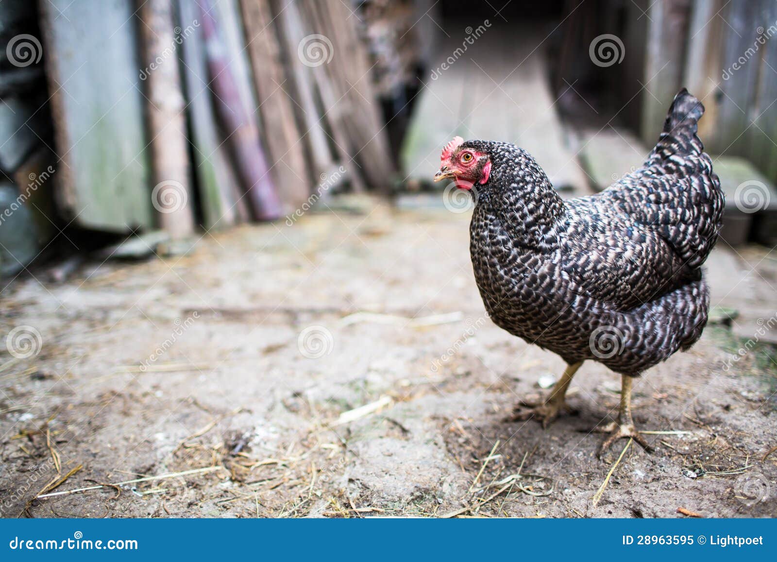 Gallina en un corral imagen de archivo. Imagen de granjero - 28963595