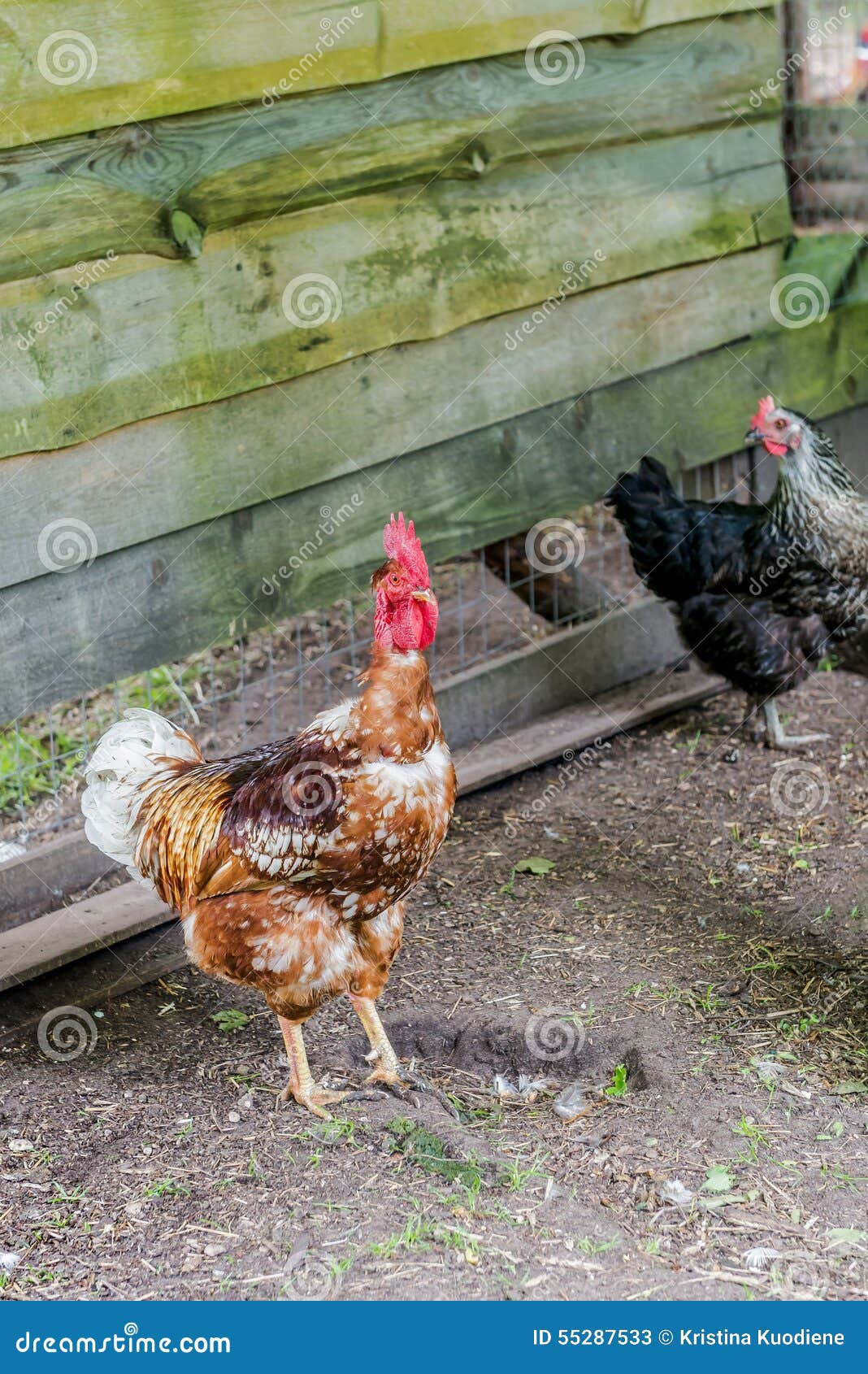 Gallina en un corral imagen de archivo. Imagen de granja - 55287533