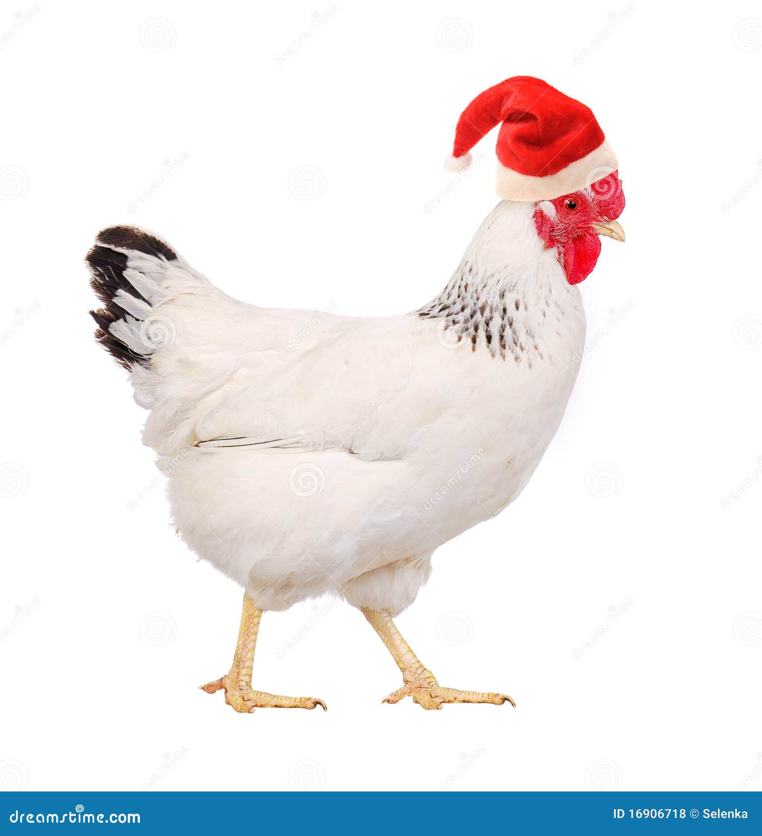 Gallina En Un Sombrero De Santas. Foto de archivo - Imagen de granja ...