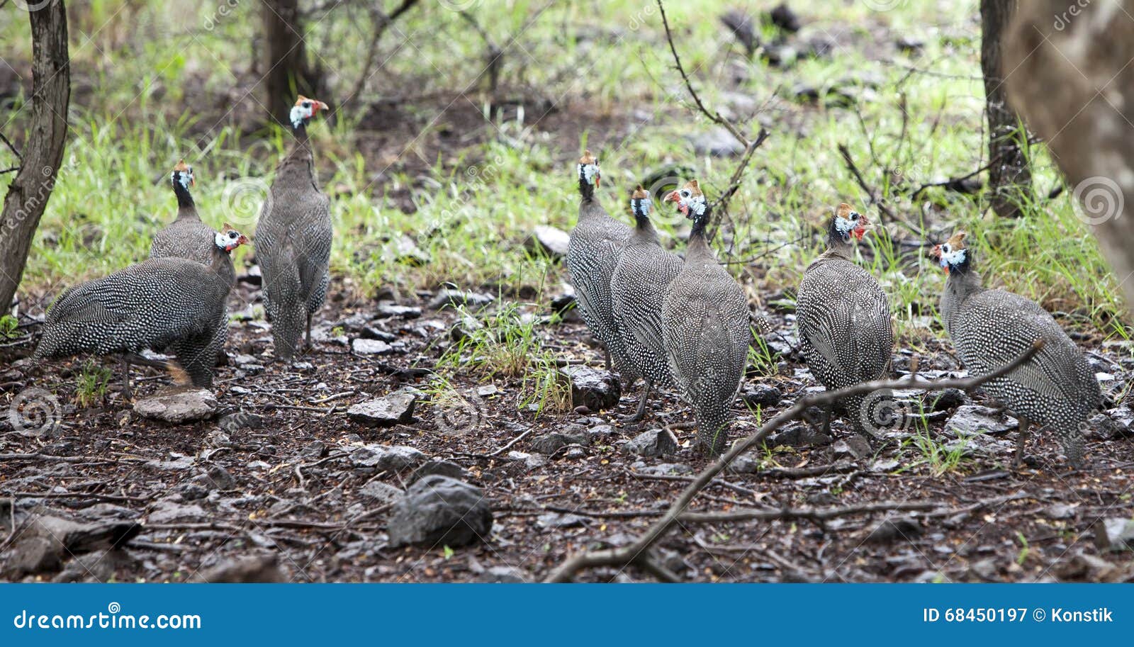 Gallina faraona selvaggia immagine stock. Immagine di uccello - 68450197
