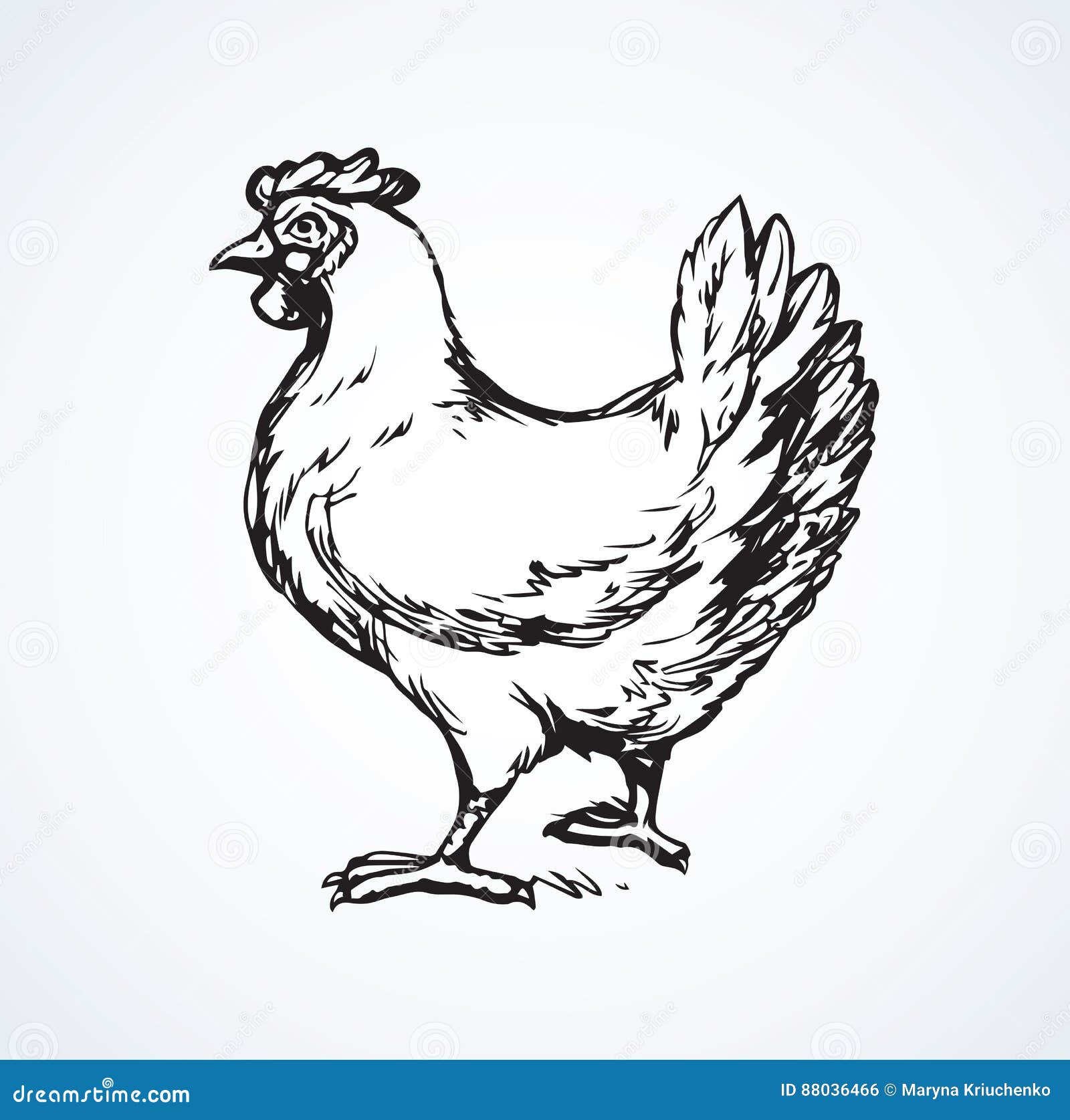 Gallina Gráfico del vector ilustración del vector. Ilustración de fondo ...