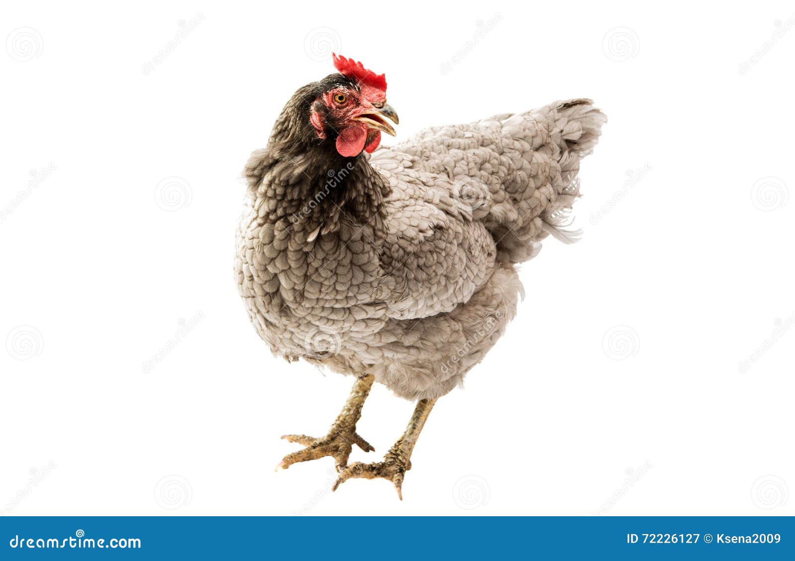 Gallina gris aislada imagen de archivo. Imagen de granja - 72226127