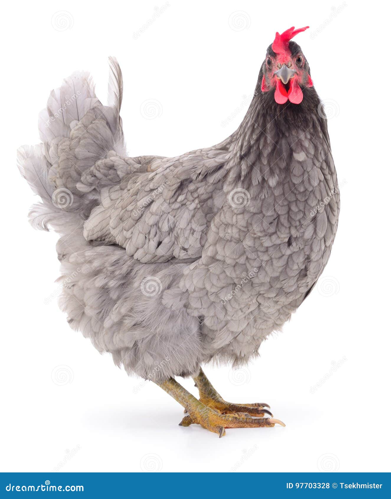 Gallina gris aislada foto de archivo. Imagen de gris - 97703328