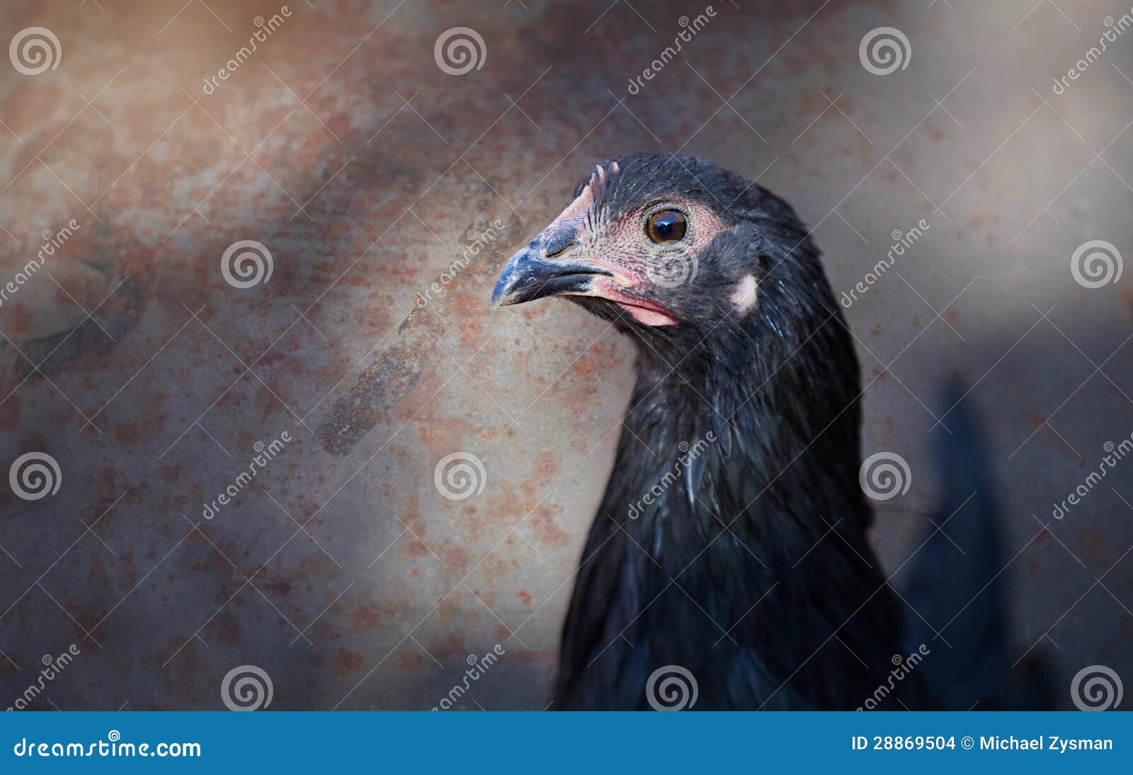 Gallina Negra De Australorp Foto de archivo - Imagen de agricultura ...