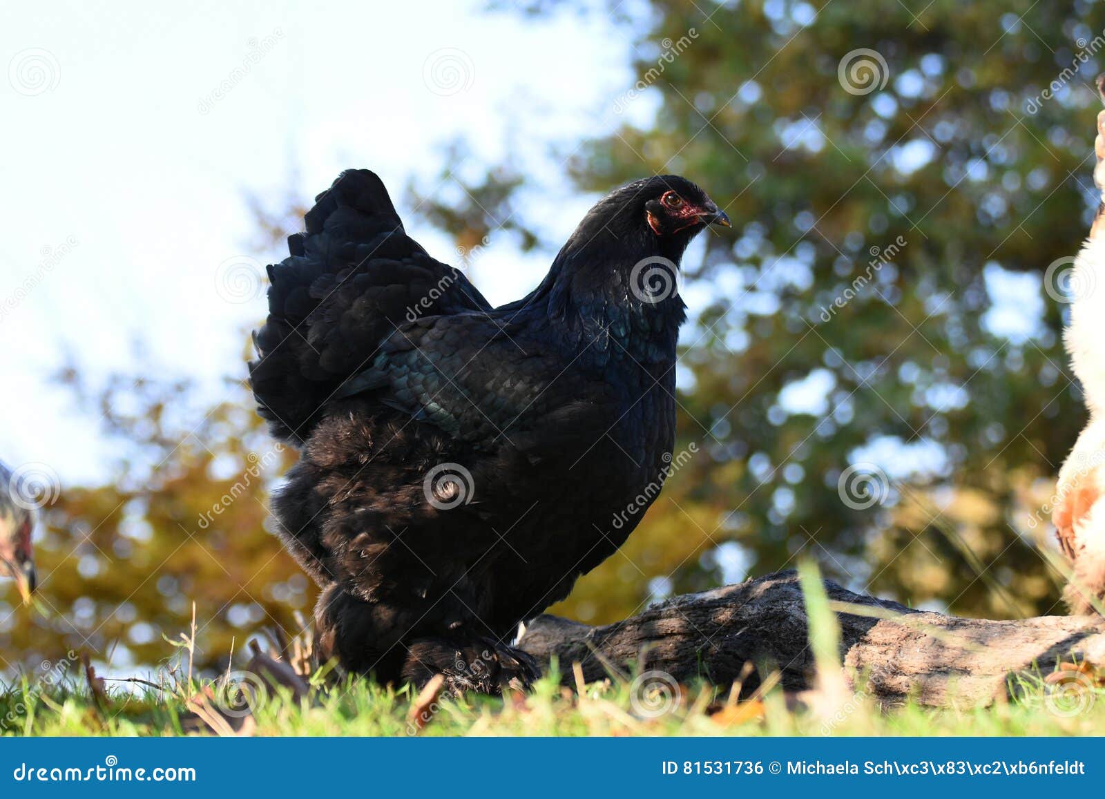 Gallina Negra Del Pollo De Brahma Foto de archivo - Imagen de pollo ...
