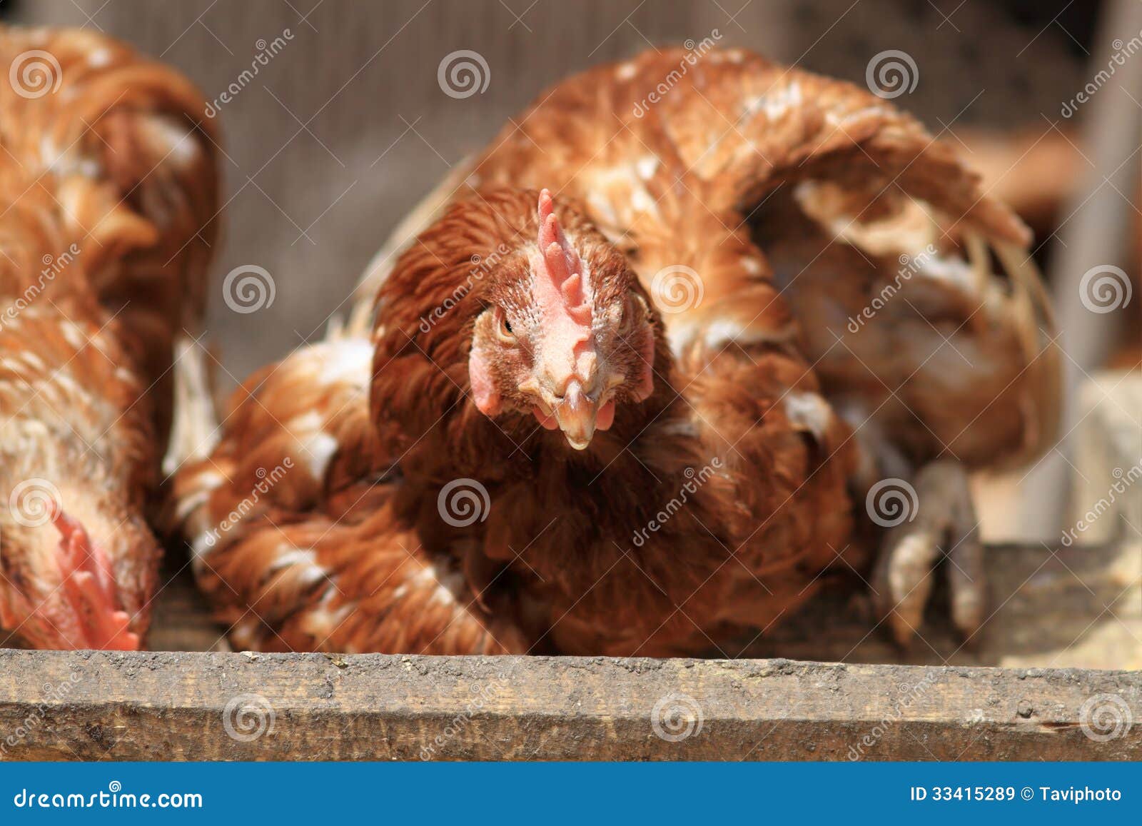 Gallina nerviosa fea imagen de archivo. Imagen de rojo - 33415289