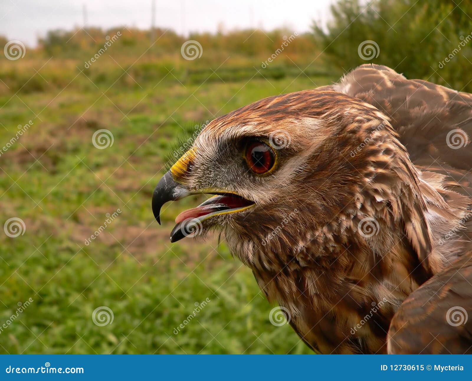 Gallina-predatore immagine stock. Immagine di taglio - 12730615