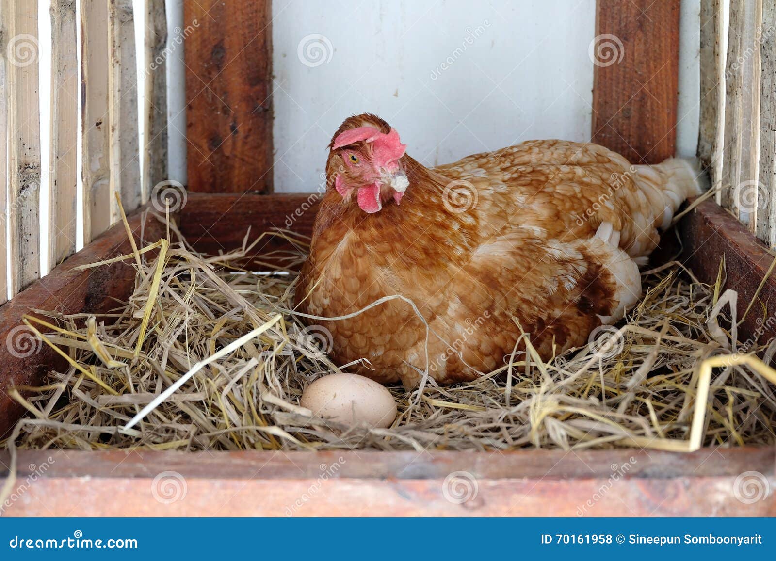 Gallina que pone el huevo foto de archivo. Imagen de endecha - 70161958