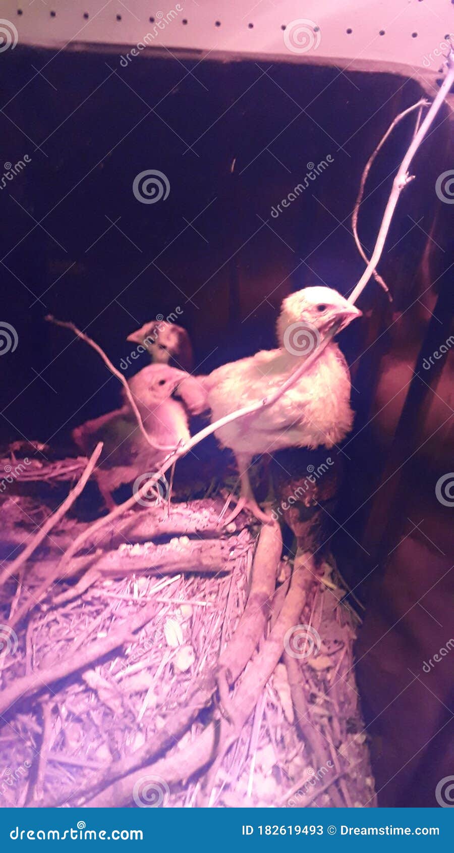 Gallina soldado imagen de archivo. Imagen de hombre - 182619493