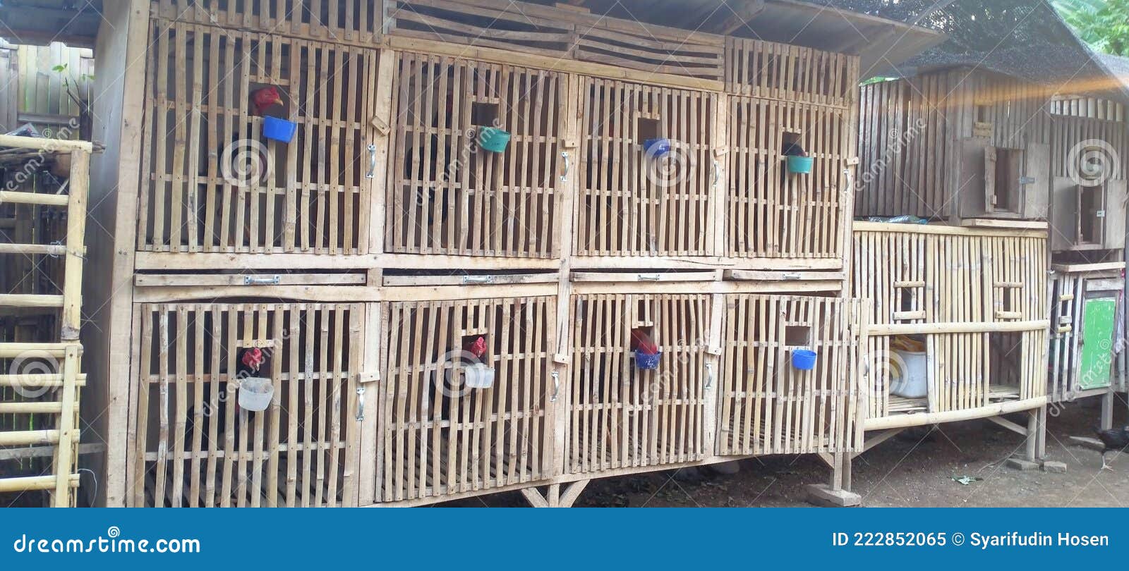 Gallina Tradicional De Java Imagen de archivo - Imagen de java ...