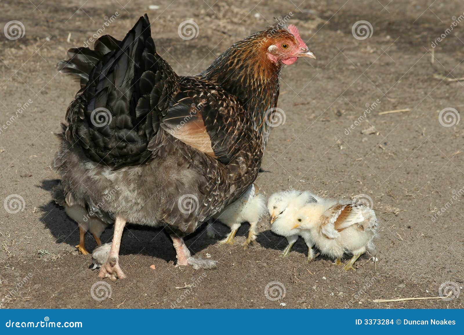 Gallina y pollos foto de archivo. Imagen de peine, pollos - 3373284