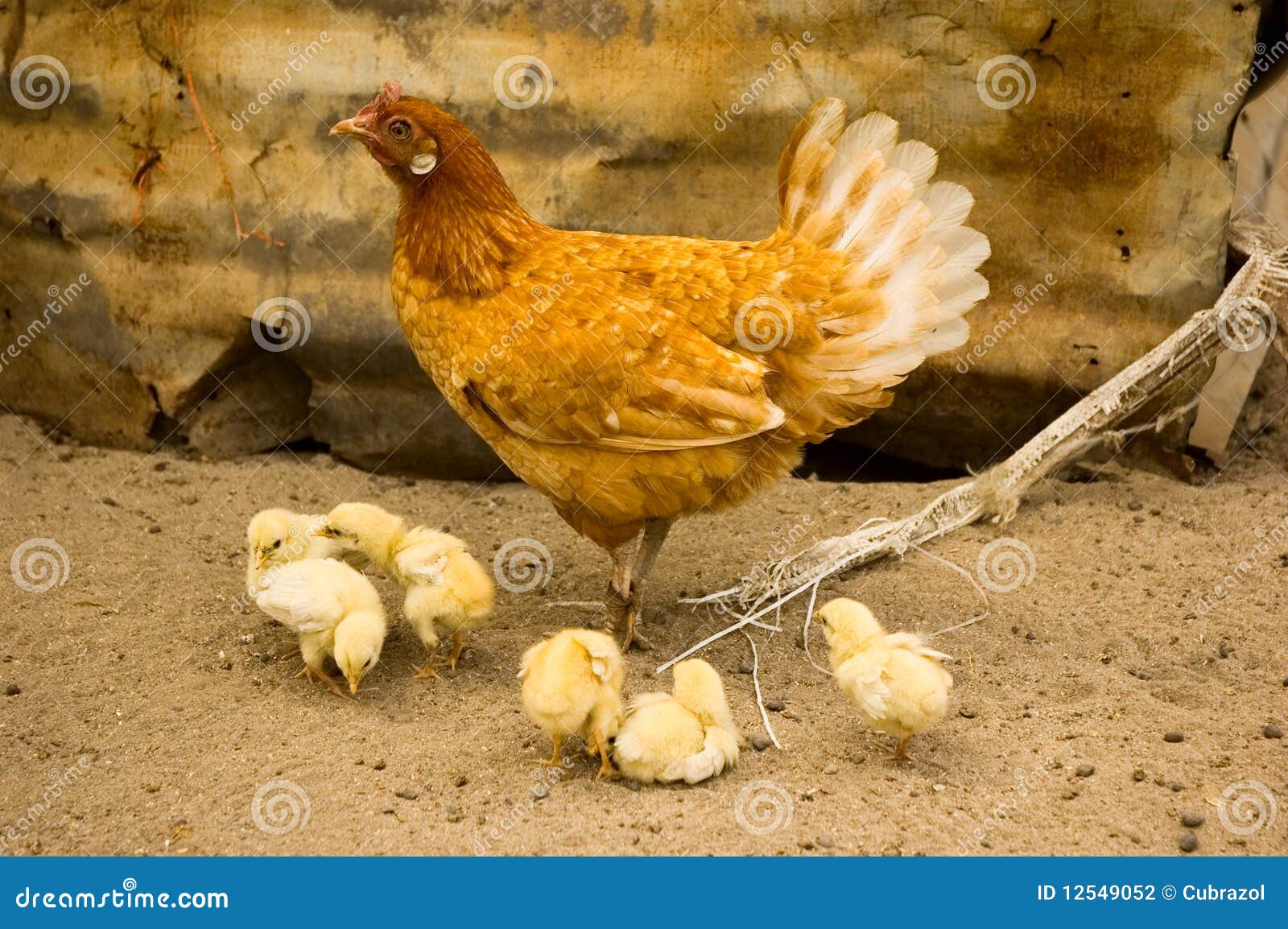 Gallina Y Pollos De La Madre Foto de archivo - Imagen de amarillo, pies ...