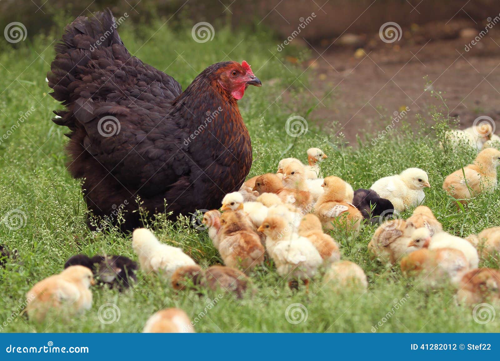 Gallina Y Polluelos Del Cacareo Foto de archivo - Imagen de bebé, negro ...