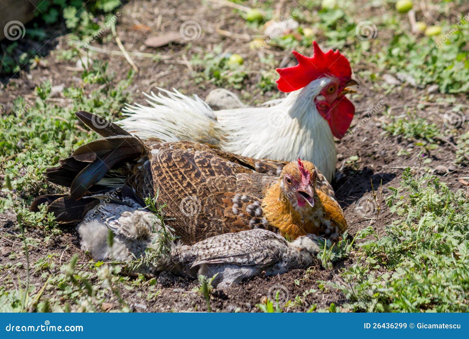 Gallinaceous family stock image. Image of close, cute - 26436299