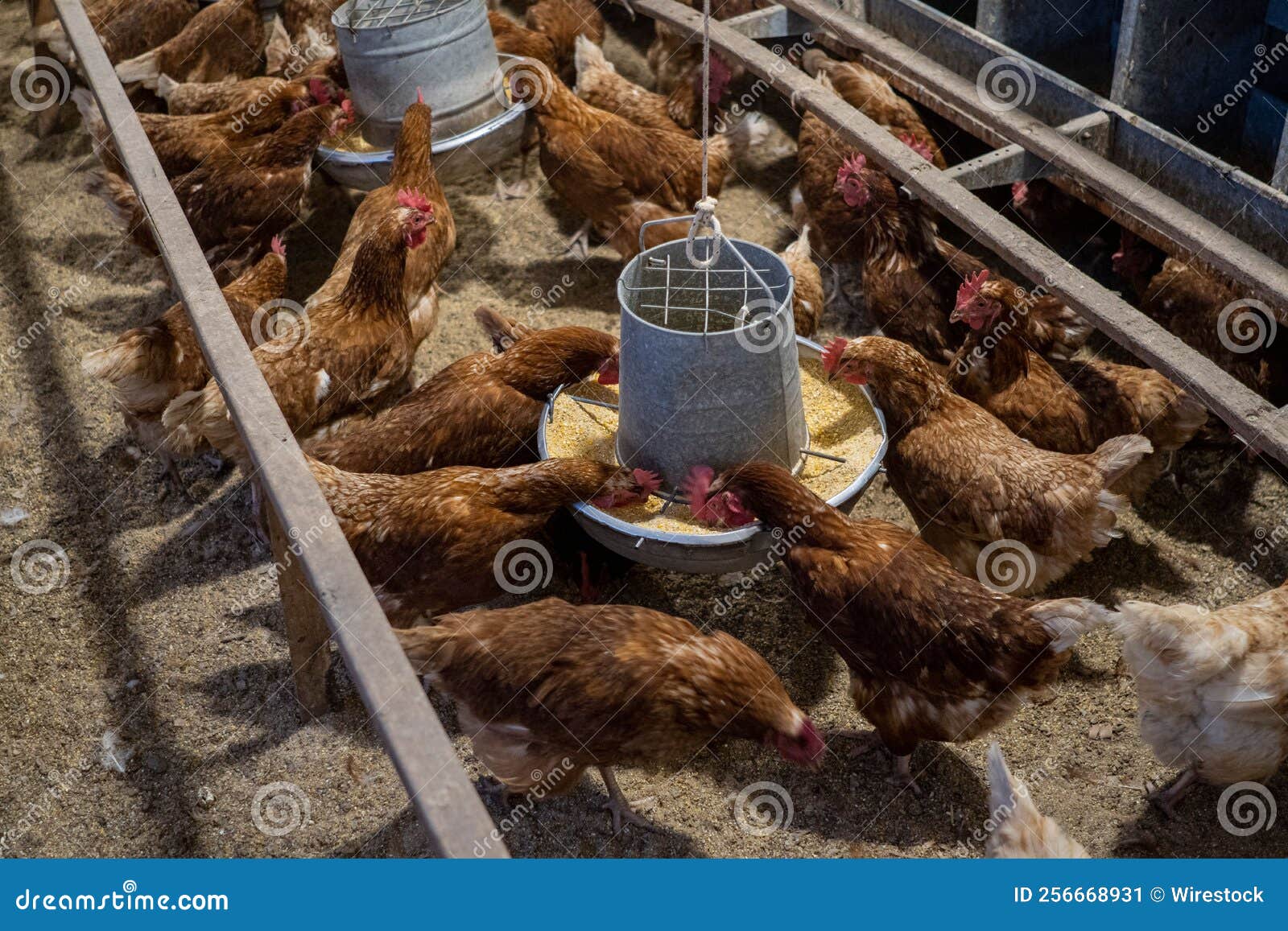 Gallinas Comiendo Semilla En El Gallinero Imagen de archivo - Imagen de ...