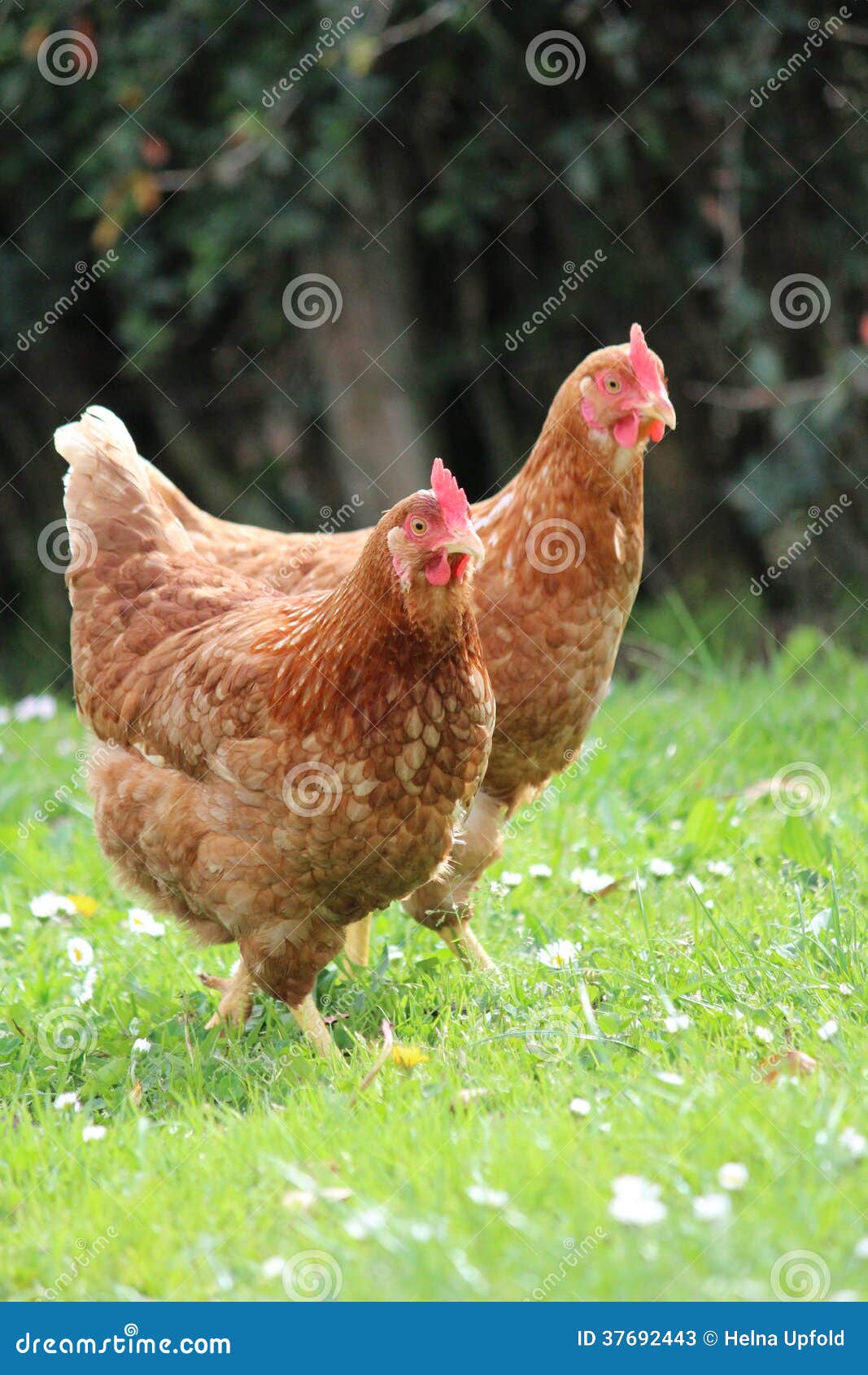 Gallinas de corral imagen de archivo. Imagen de bota - 37692443