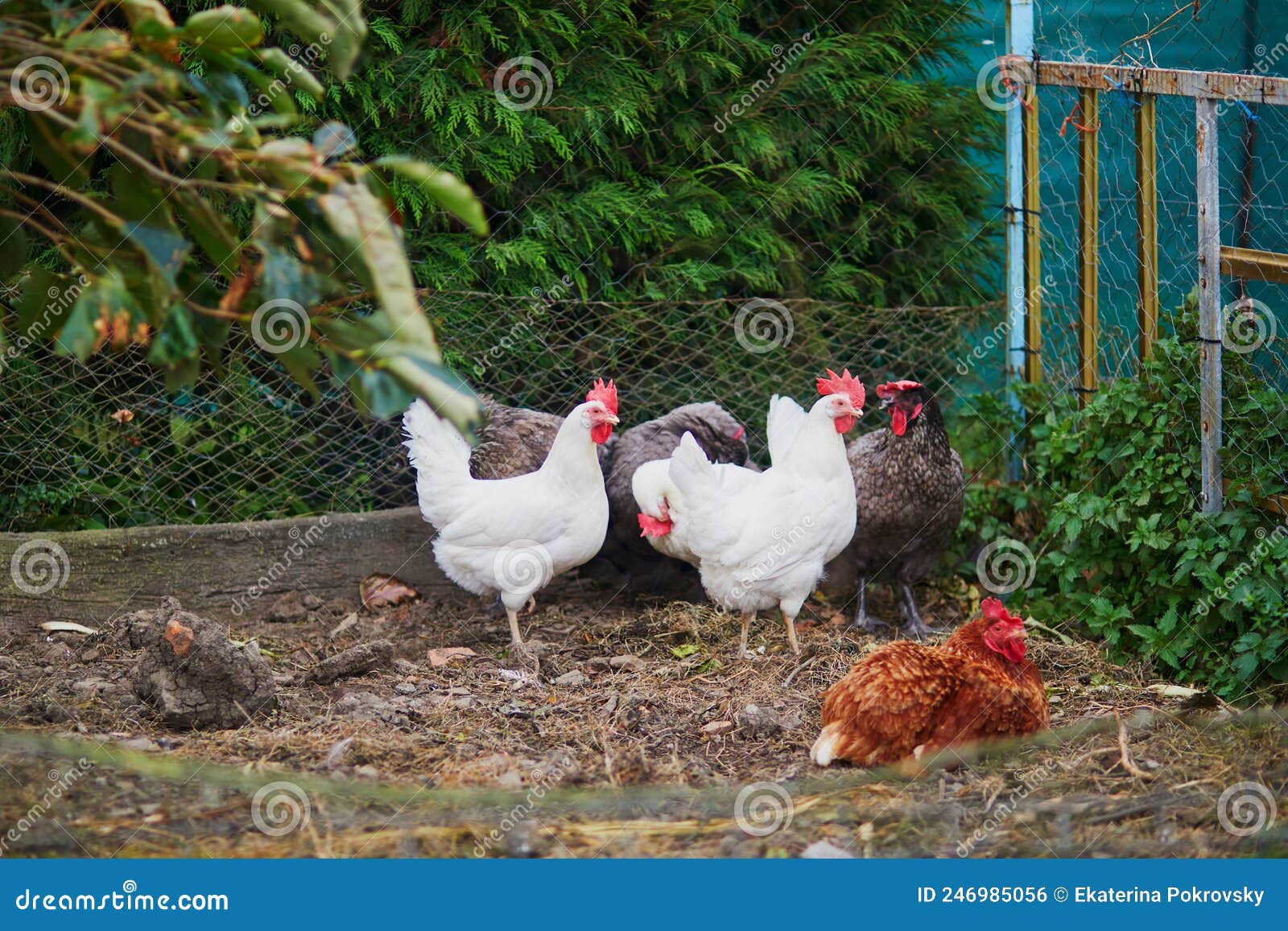 Gallinas En La Casa De Gallinas En La Granja Foto de archivo - Imagen ...