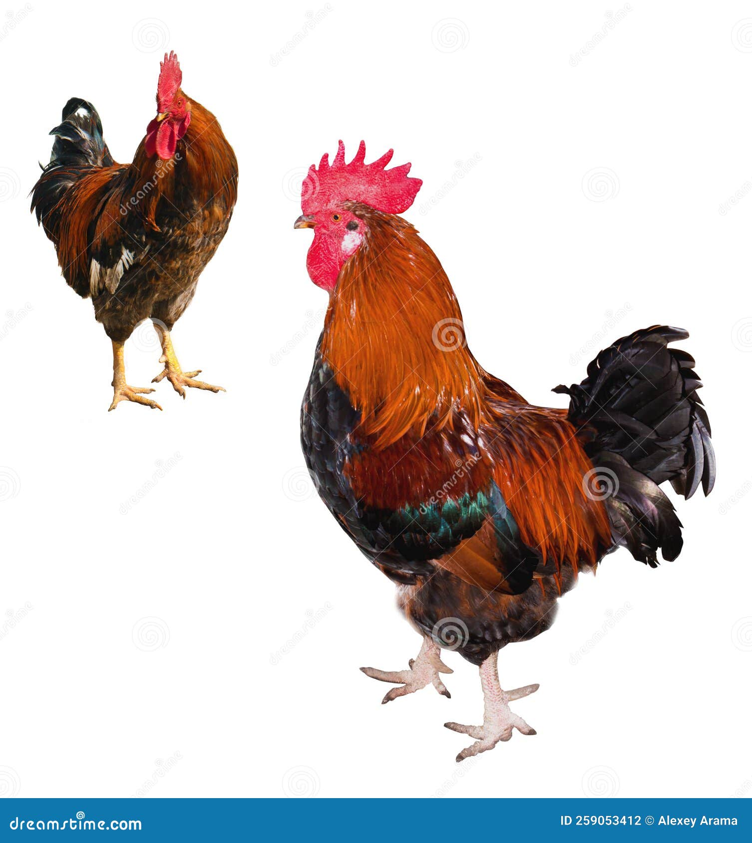 Gallinas Macho De Aves De Corral De Origen Blanco Aisladas Foto de ...