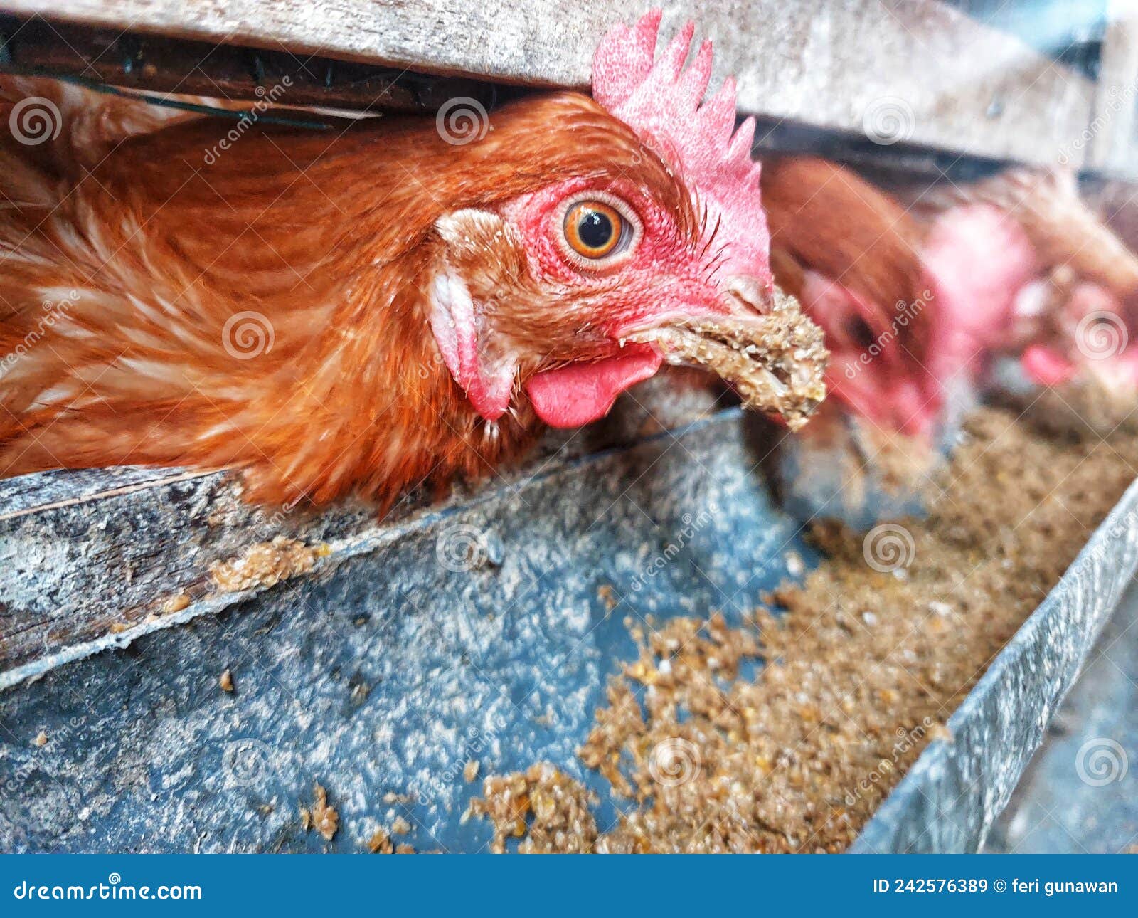 Gallinas Ponedoras En La Granja Están Comiendo. Imagen de archivo ...