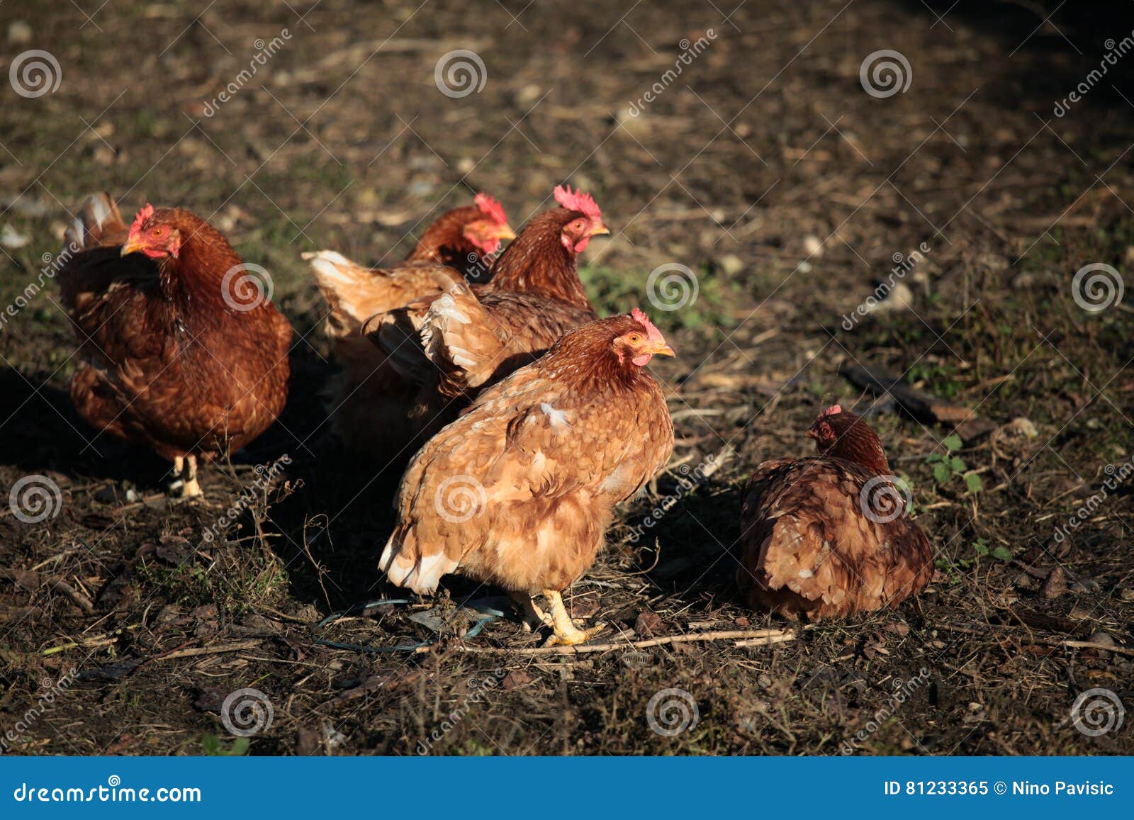Galline immagine stock. Immagine di uovo, pollo, famiglia - 81233365
