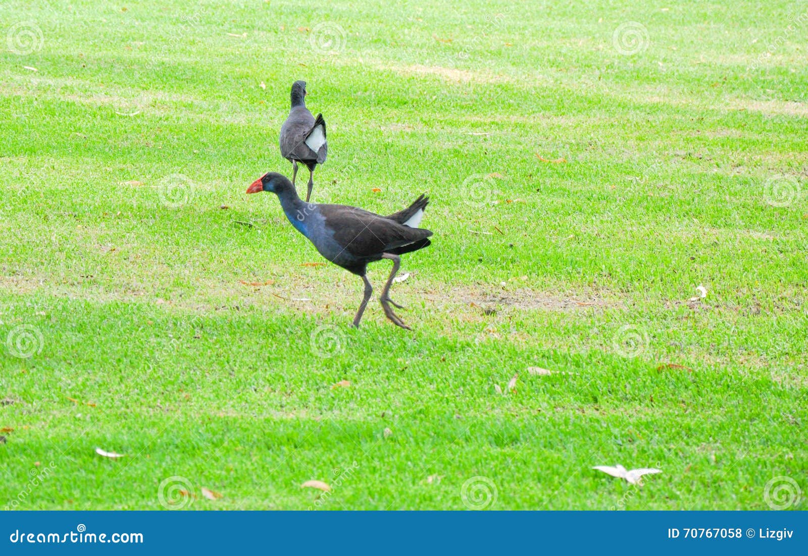 Galline Della Palude Della Zona Umida Fotografia Stock - Immagine di ...