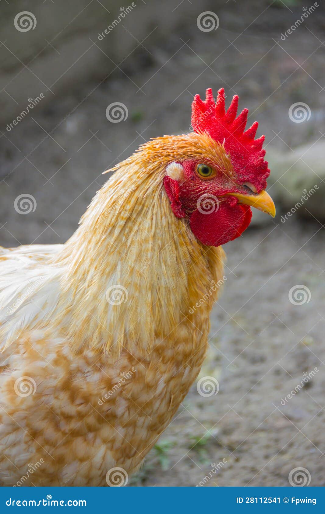 Galline e galli immagine stock. Immagine di animale, marrone - 28112541