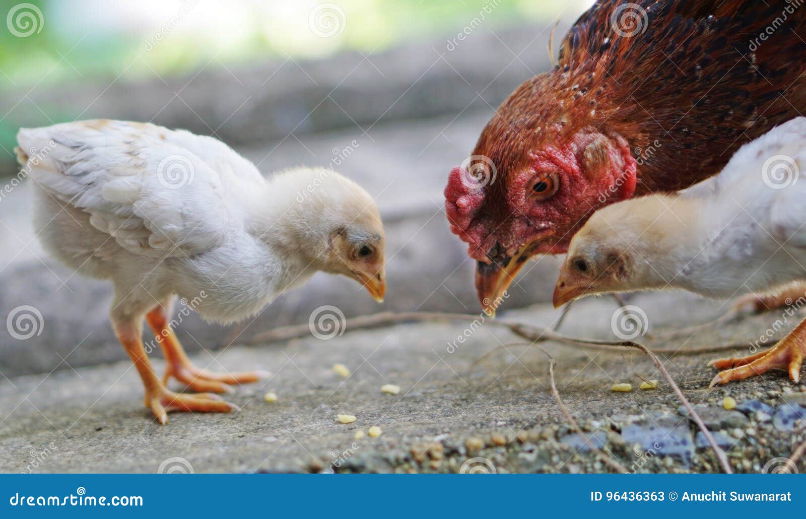 Galline e pulcini immagine stock. Immagine di famiglia - 96436363