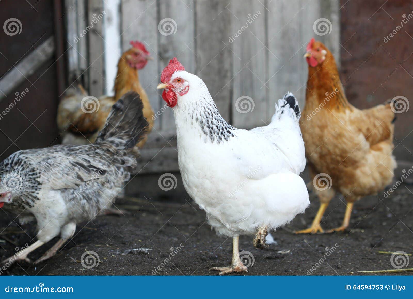 Galline, pollame immagine stock. Immagine di iarda, animali - 64594753