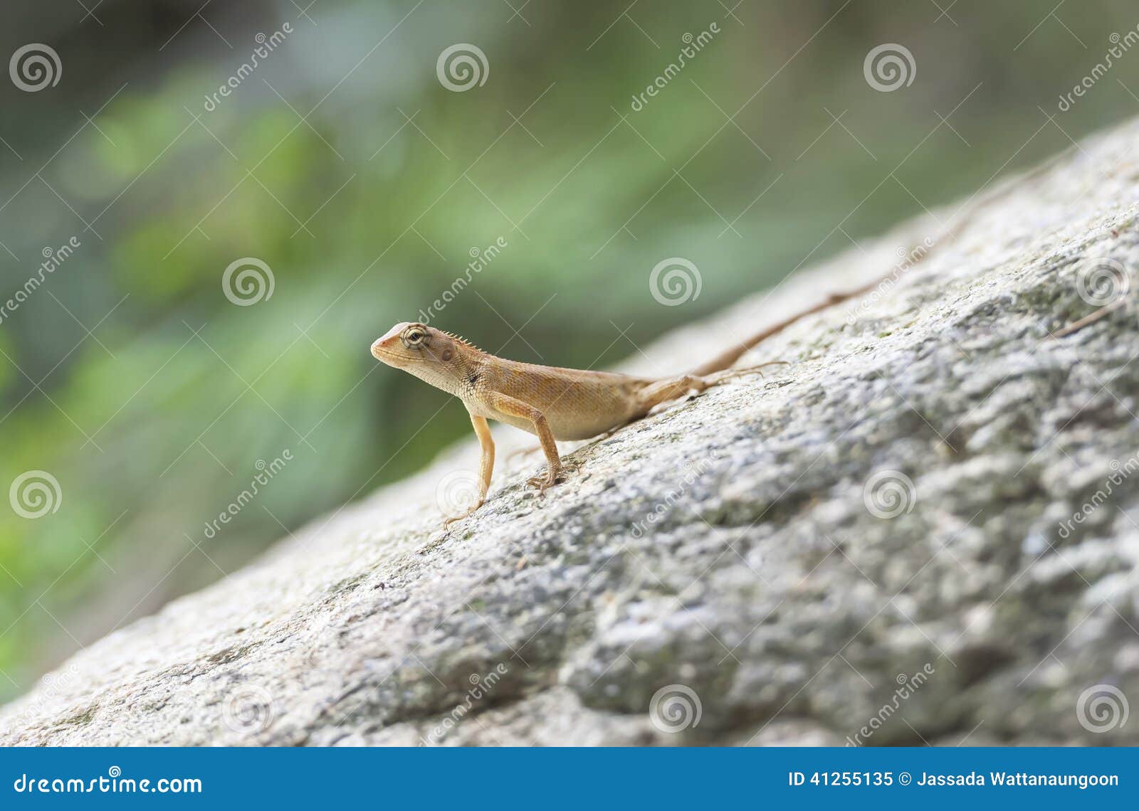 Galliwasp stock image. Image of galliwasp, newt, moving - 41255135