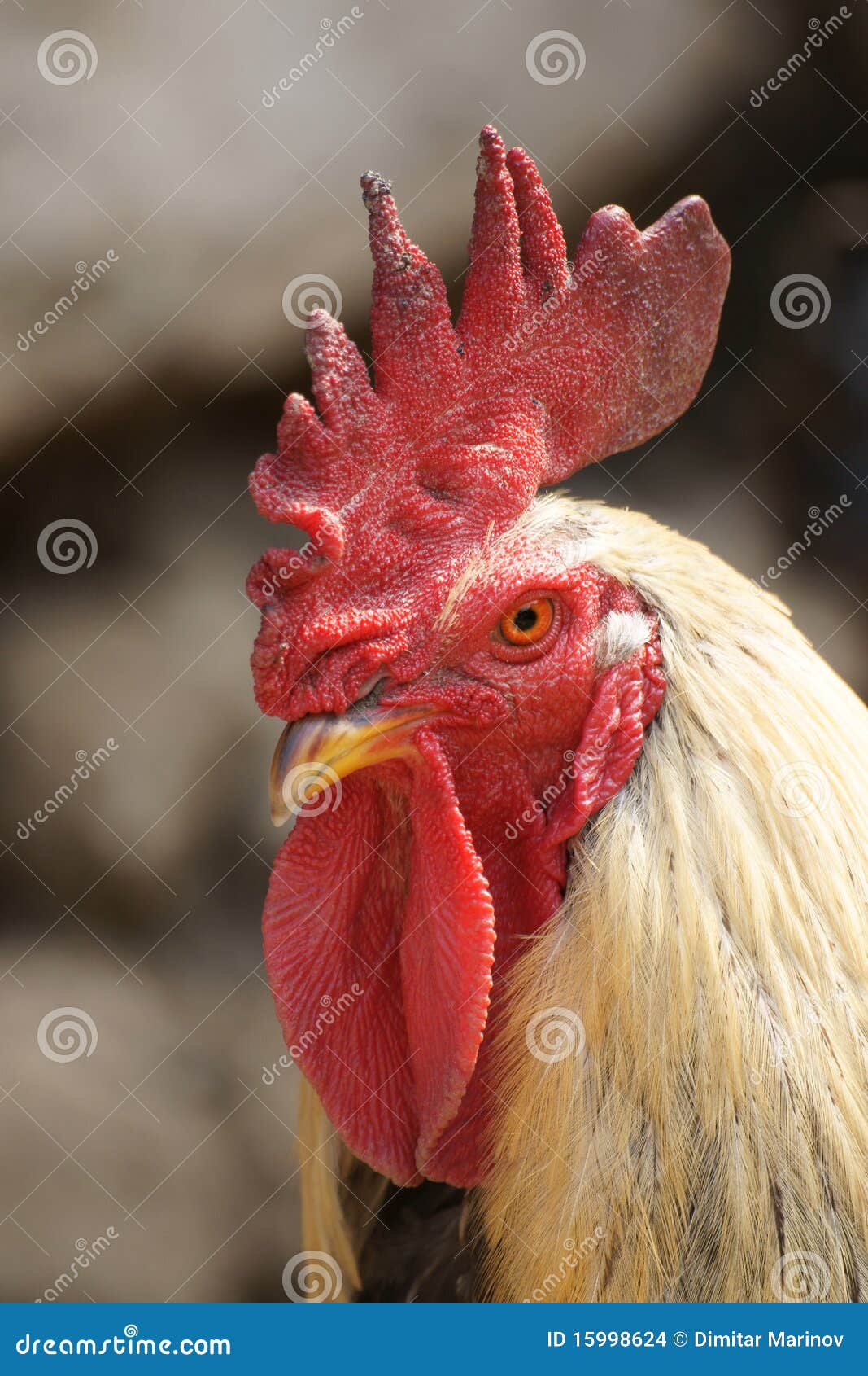 Gallo foto de archivo. Imagen de granja, fauna, plumoso - 15998624