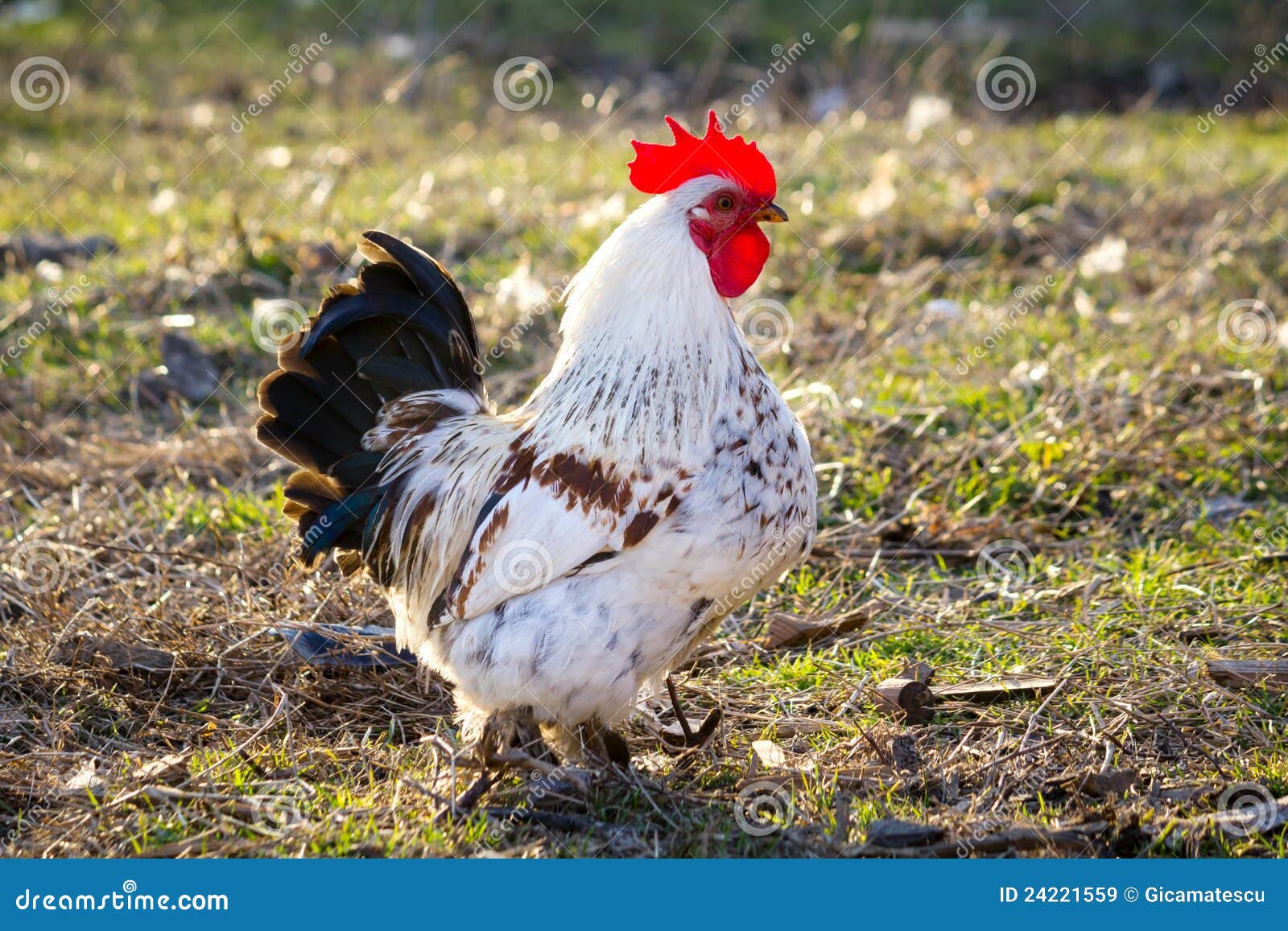 Gallo imagen de archivo. Imagen de agricultura, alimento - 24221559