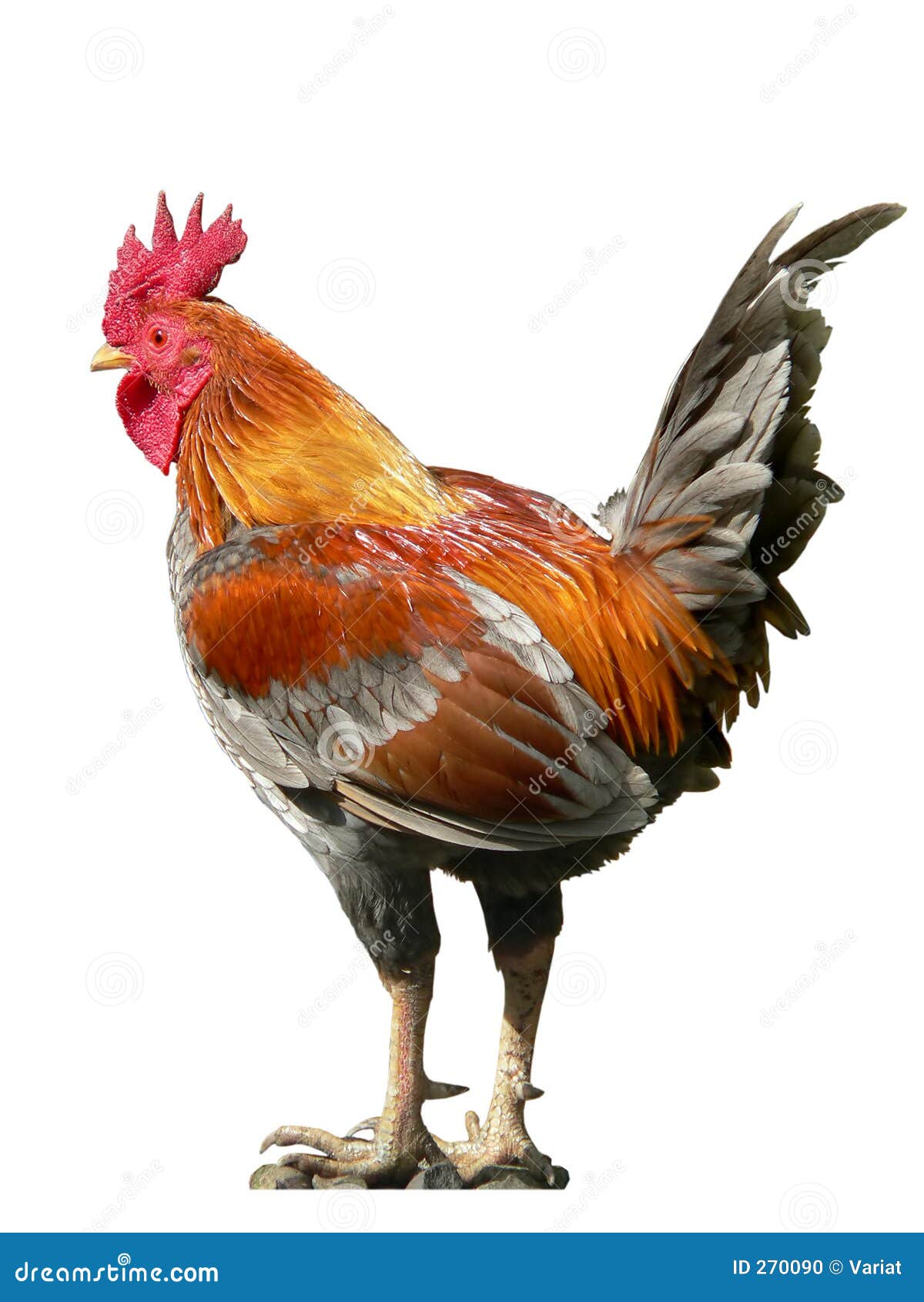 Gallo foto de archivo. Imagen de granja, gallo, pollo, doméstico - 270090