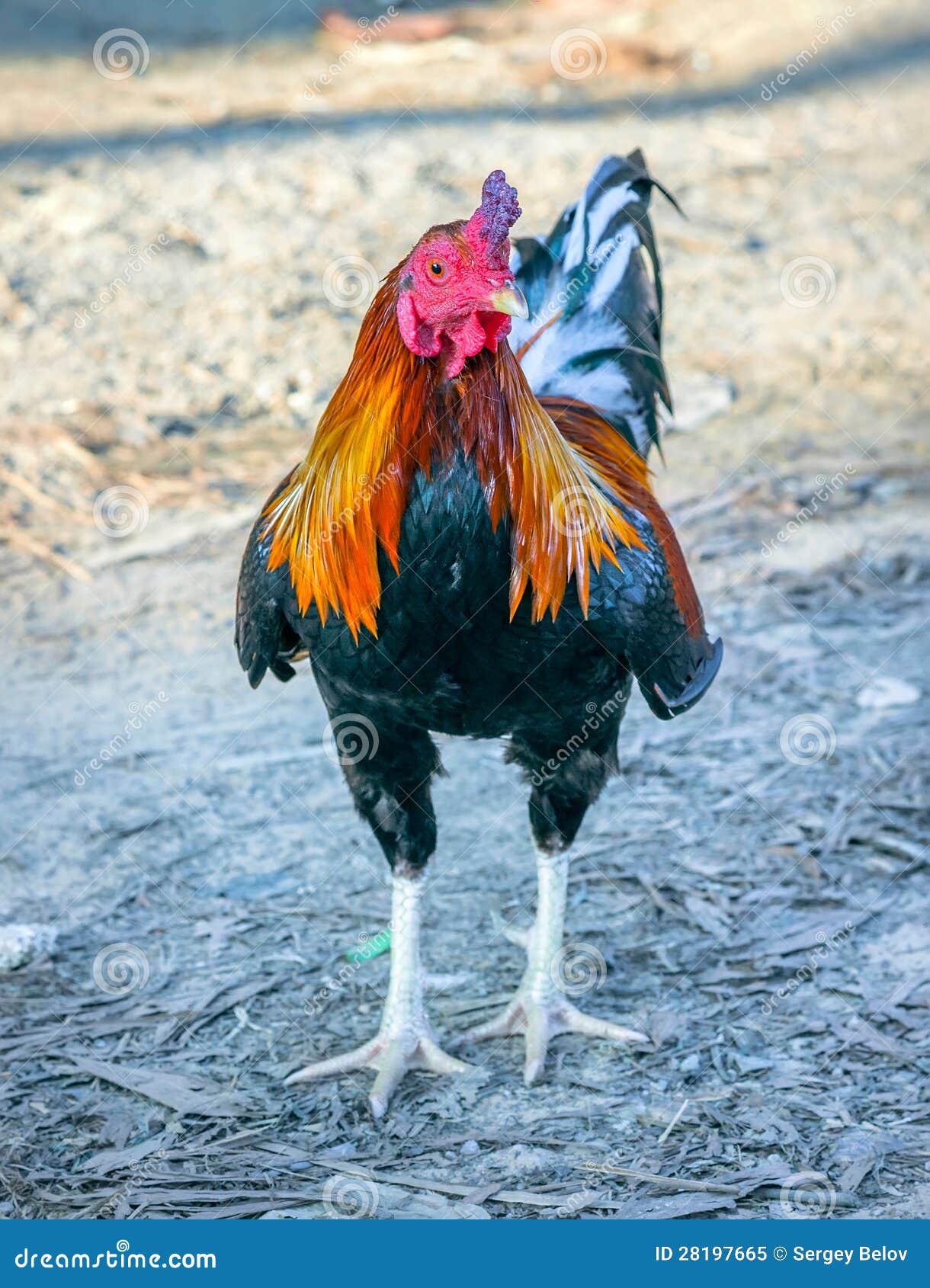 Gallo imagen de archivo. Imagen de aves, dominante, pista - 28197665