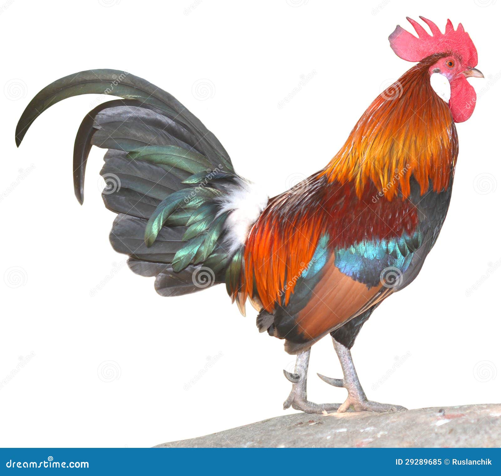 Gallo immagine stock. Immagine di villaggio, mosca, sfondo - 29289685