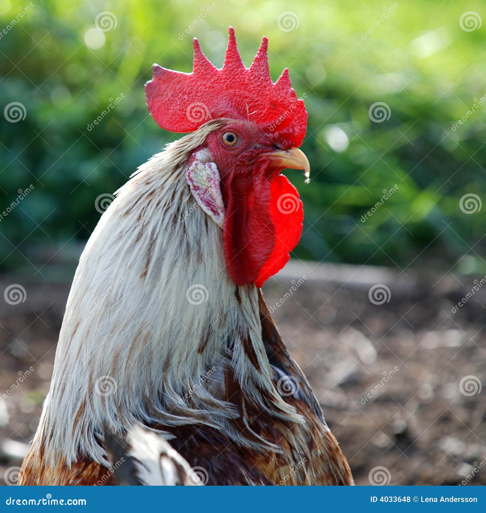 Gallo fotografia stock. Immagine di animale, agricoltura - 4033648