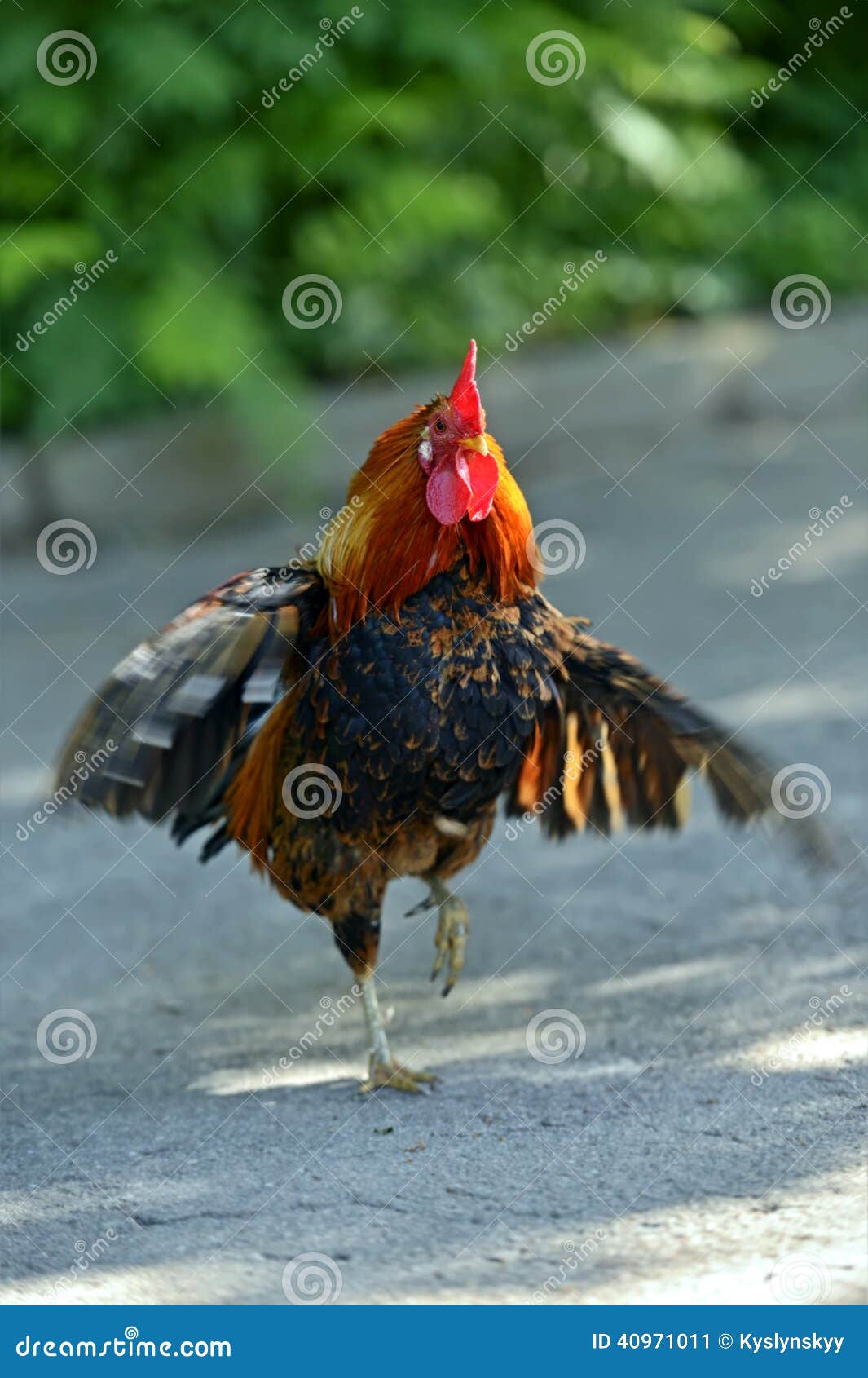 Gallo immagine stock. Immagine di pianeta, colorato, temi - 40971011