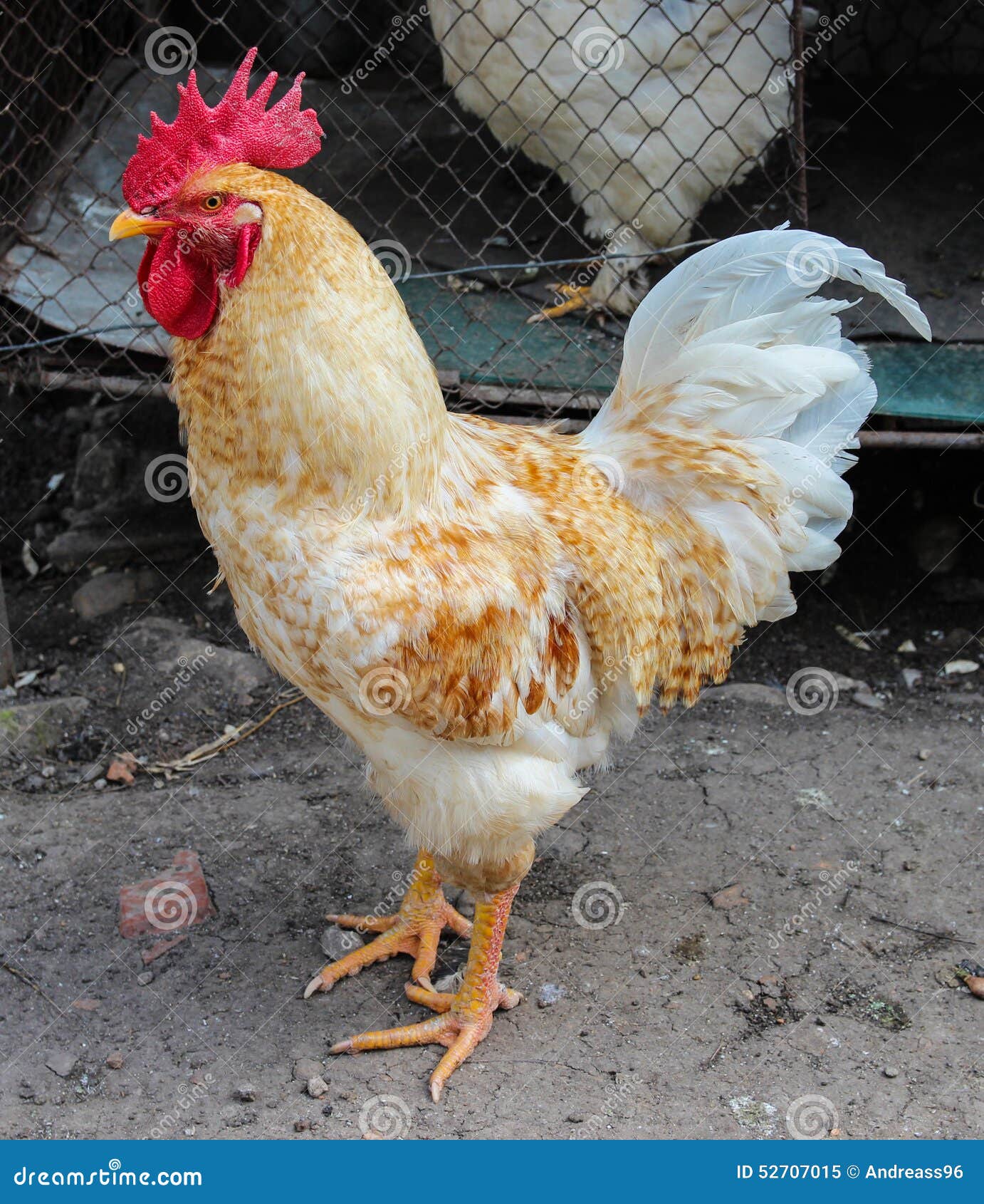 Gallo immagine stock. Immagine di nazionale, fattoria - 52707015