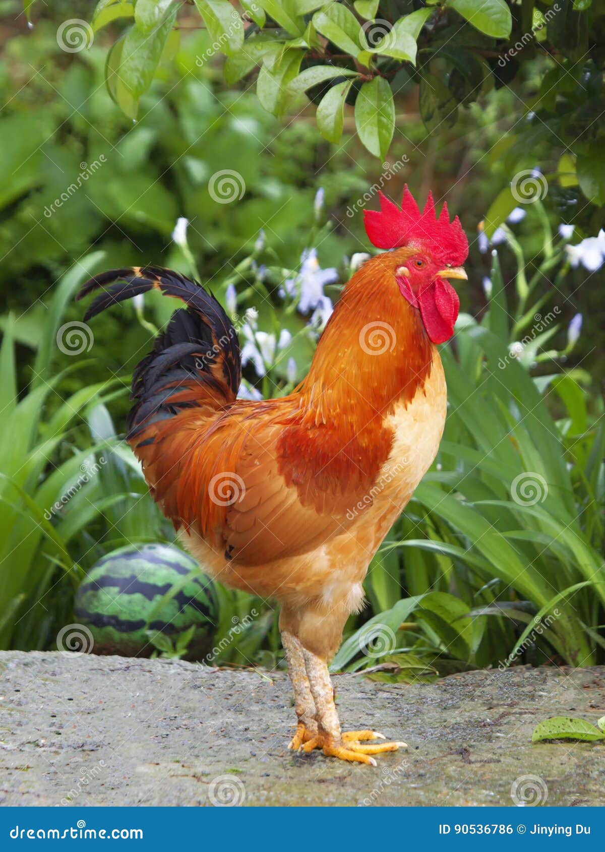 Gallo fotografia stock. Immagine di rosso, pollame, becco - 90536786