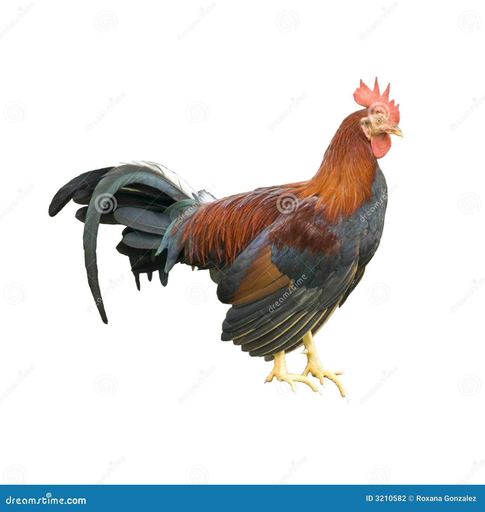 Gallo aislado foto de archivo. Imagen de doméstico, mascota - 3210582