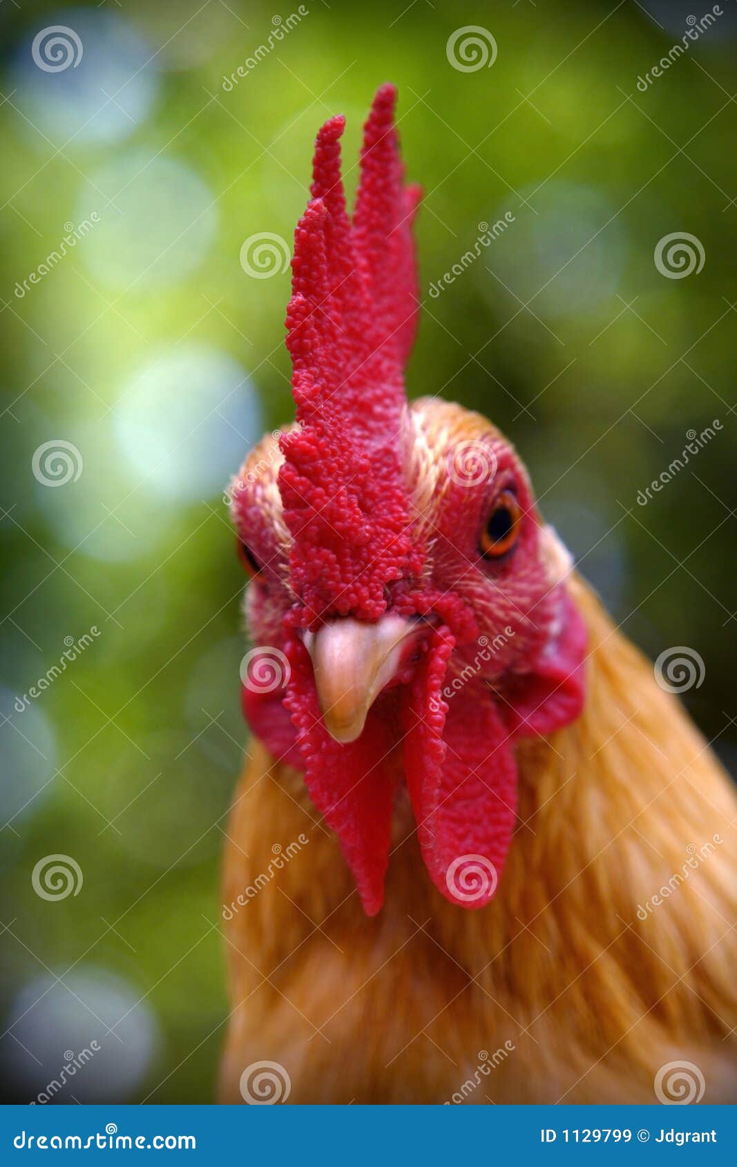 Gallo bello immagine stock. Immagine di rosso, morbido - 1129799