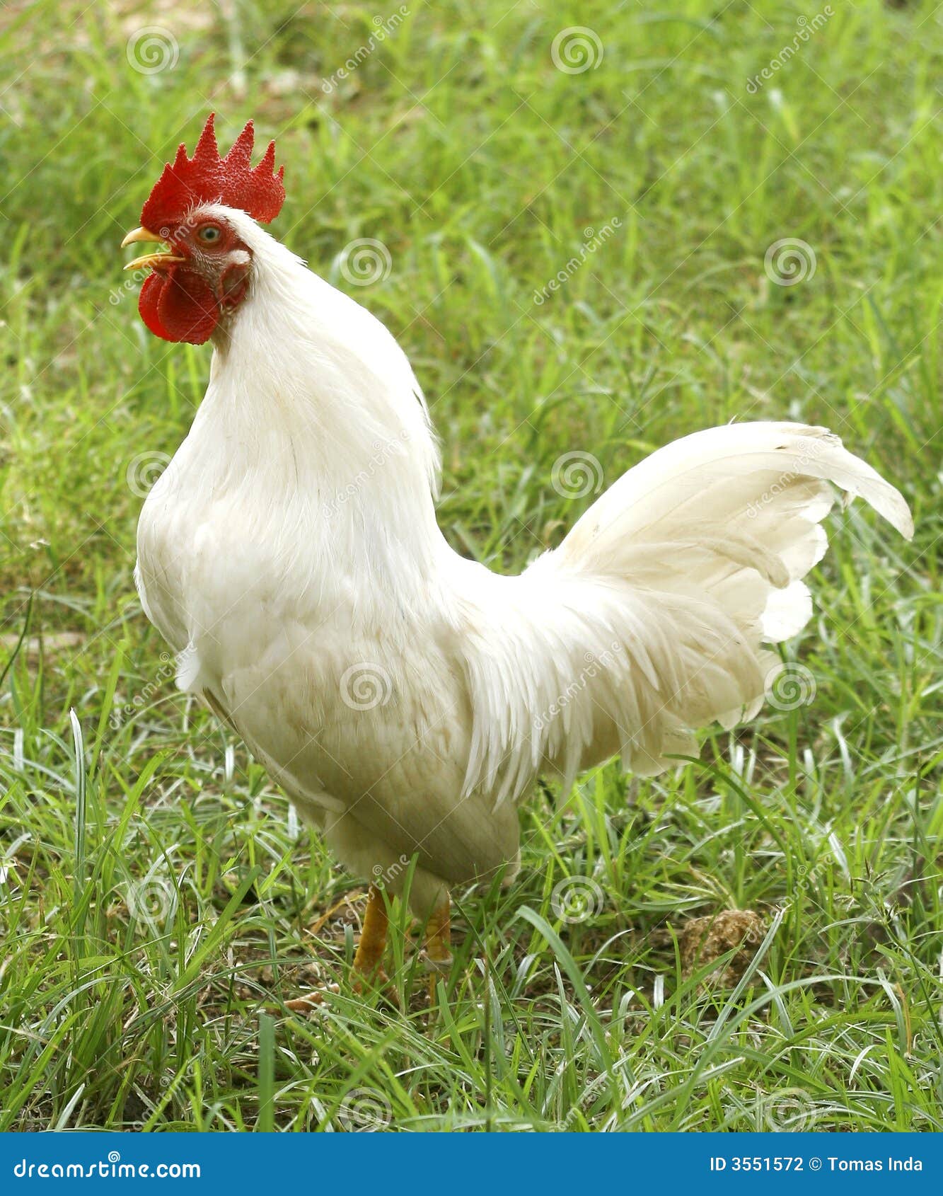 Gallo bianco fotografia stock. Immagine di podere, piume - 3551572