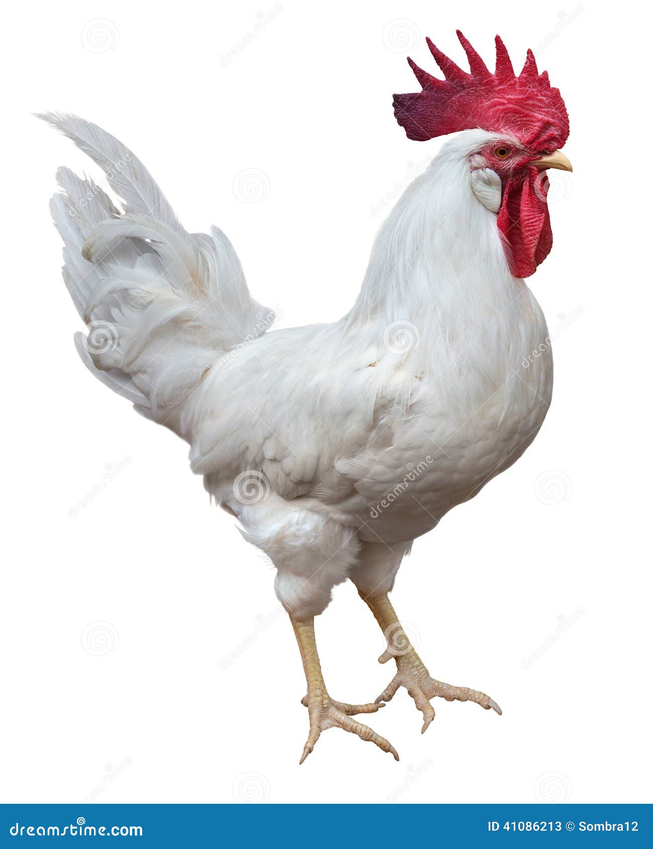 Gallo Blanco Foto de archivo - Imagen: 41086213