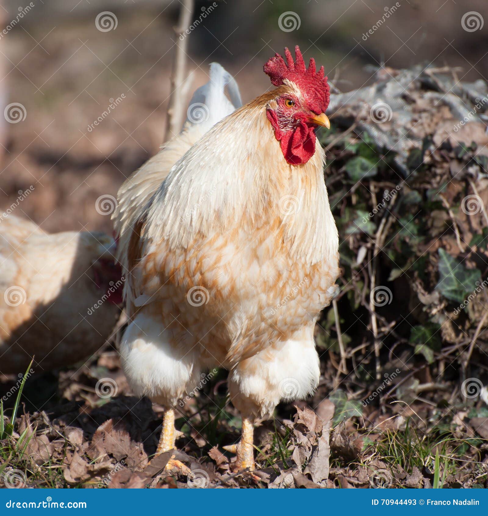 Gallo blanco imagen de archivo. Imagen de granja, aves - 70944493