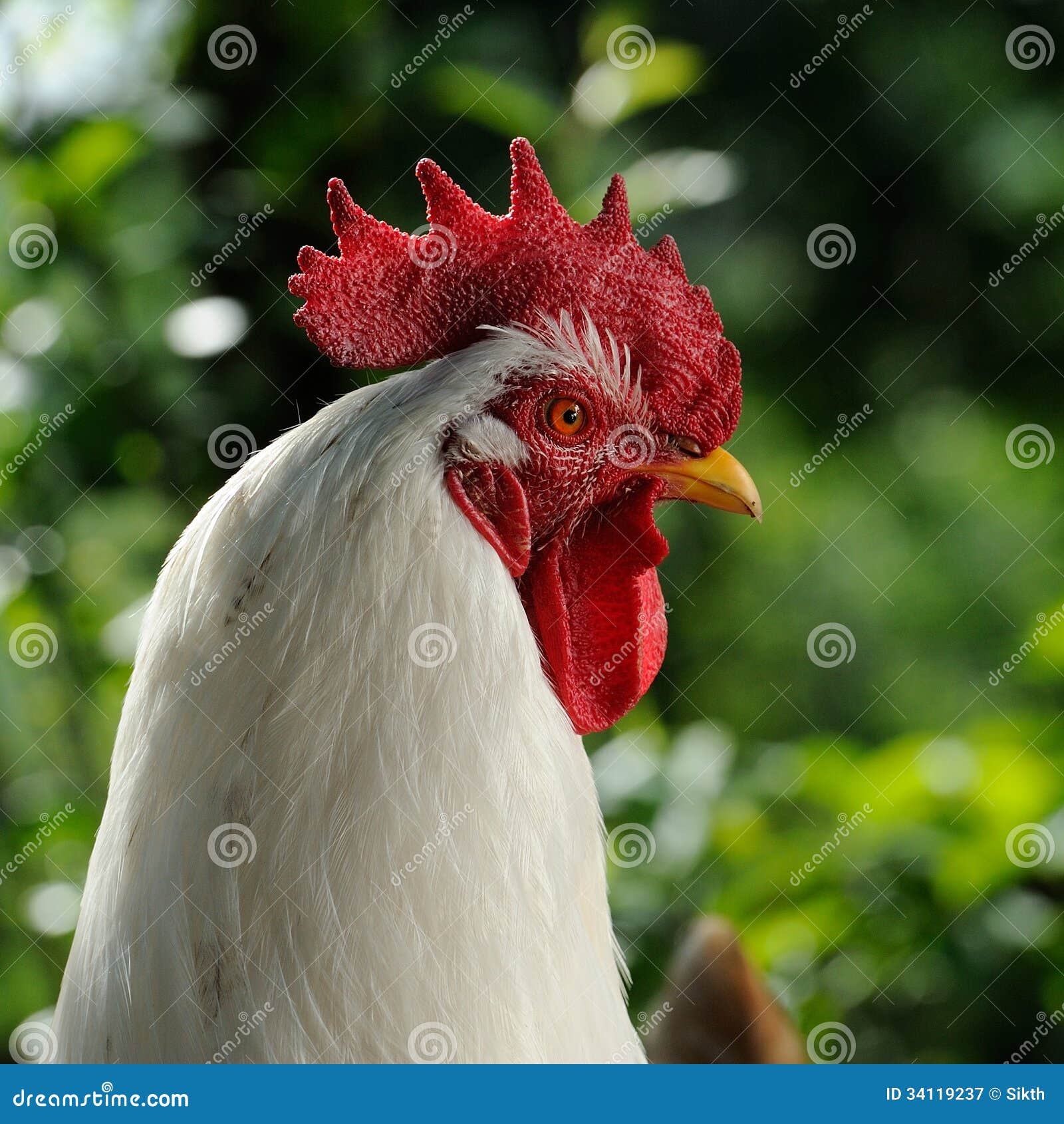Gallo Blanco (pollo) En Perfil Imagen de archivo - Imagen de cierre ...