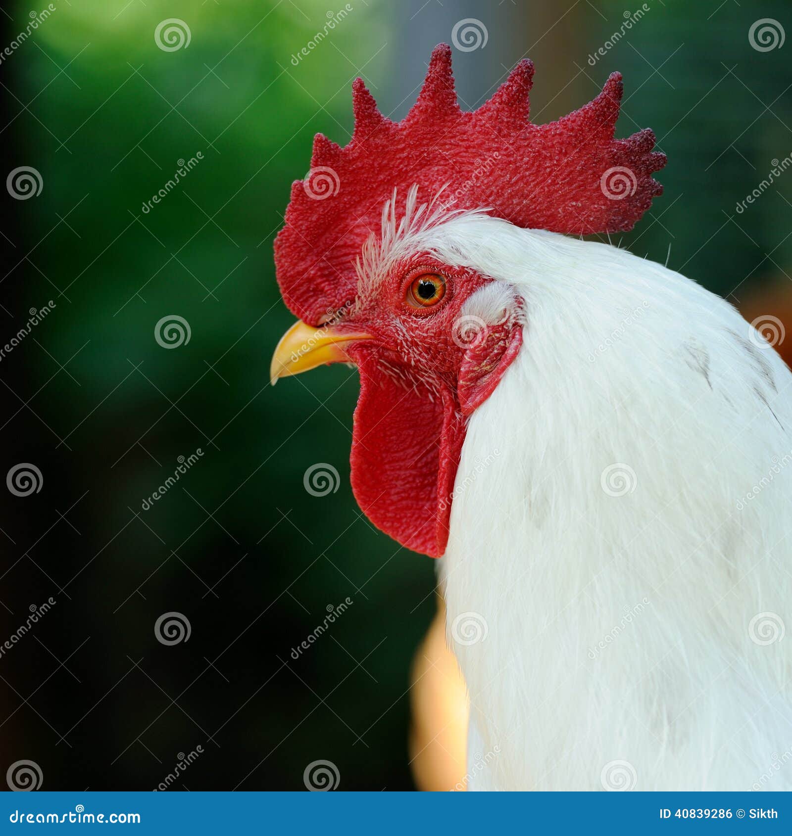 Gallo Blanco (pollo) En Perfil Foto de archivo - Imagen de copia, gallo ...