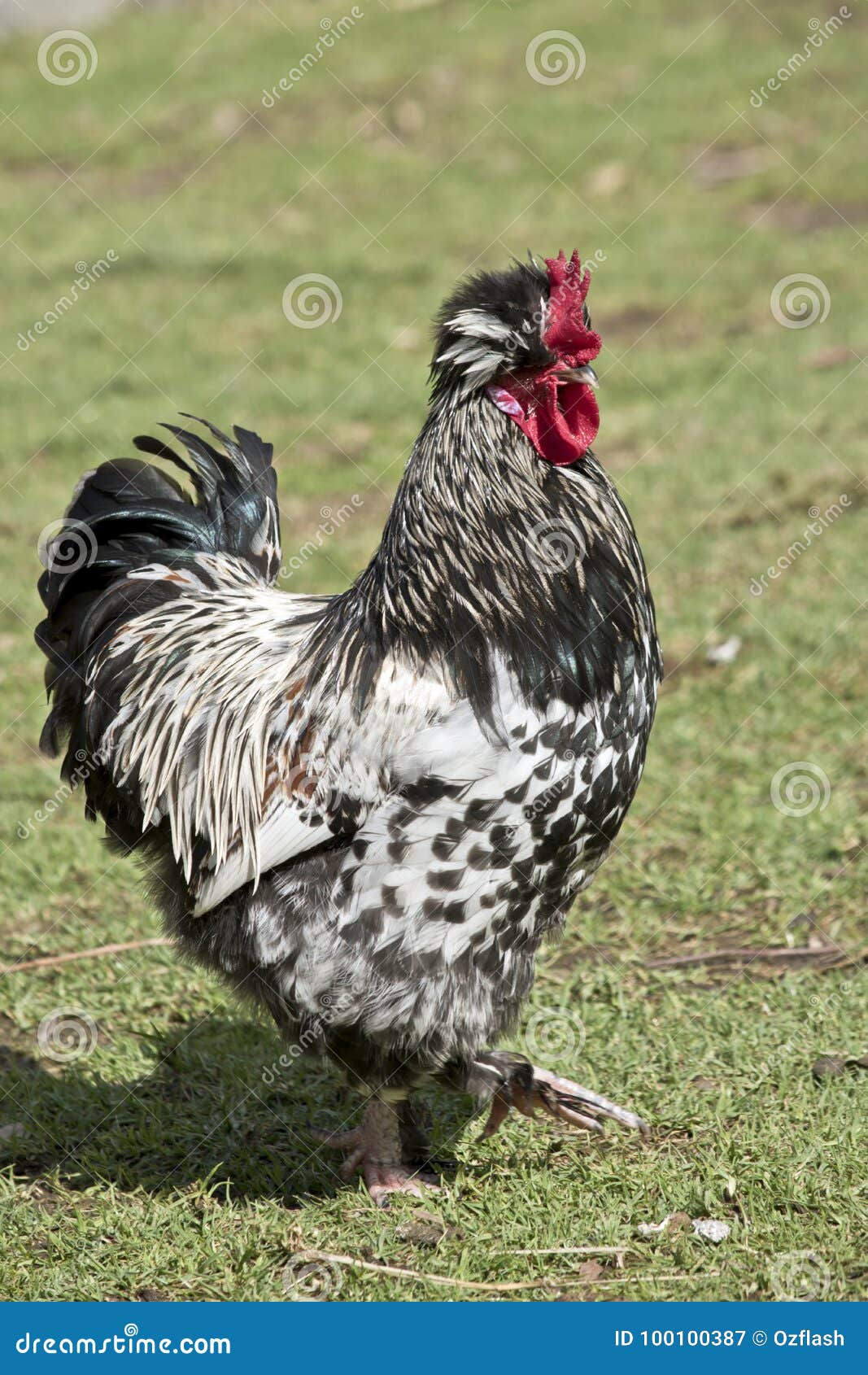 Gallo Blanco Y Negro